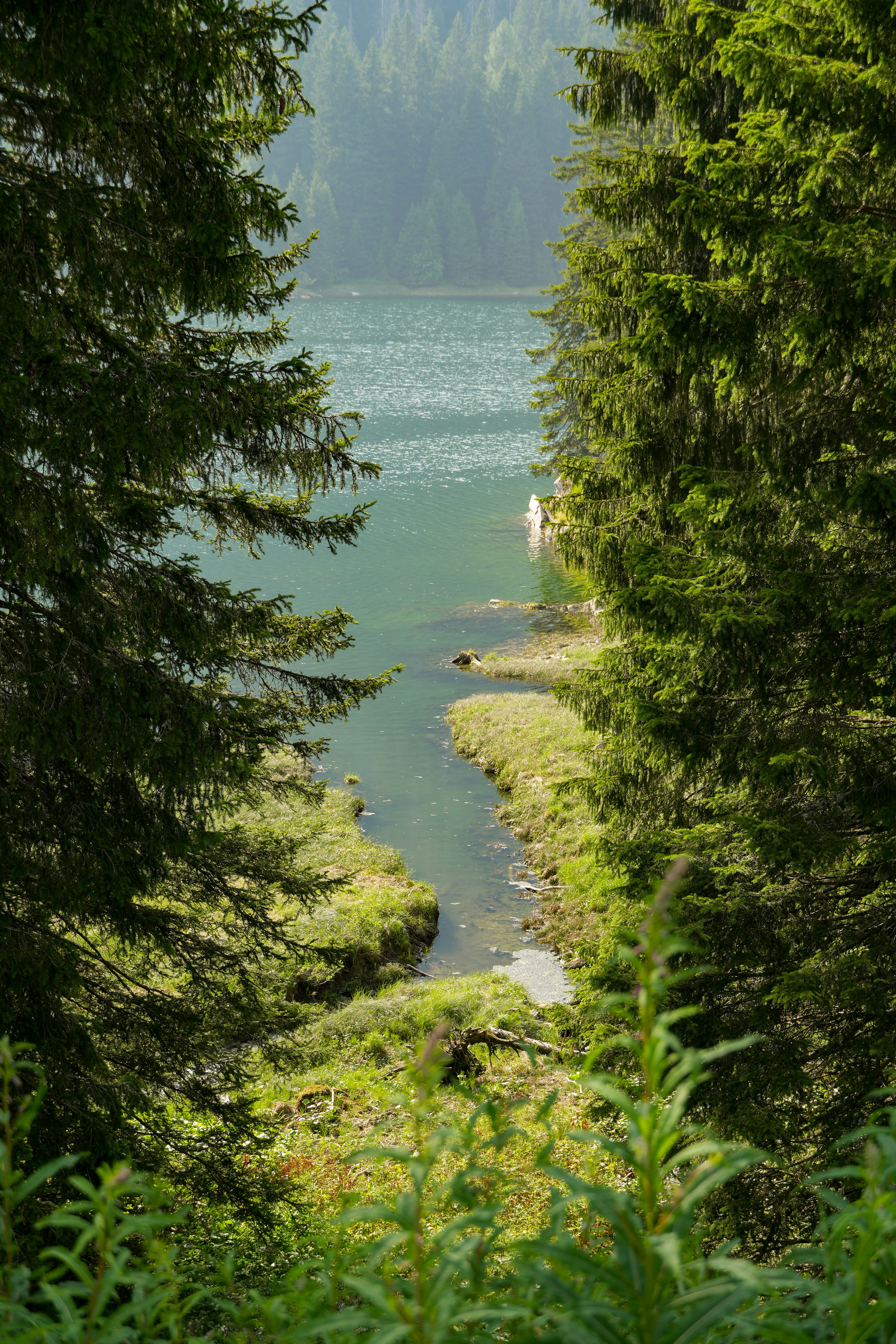 Emerald Lake Through the Pine Corridor