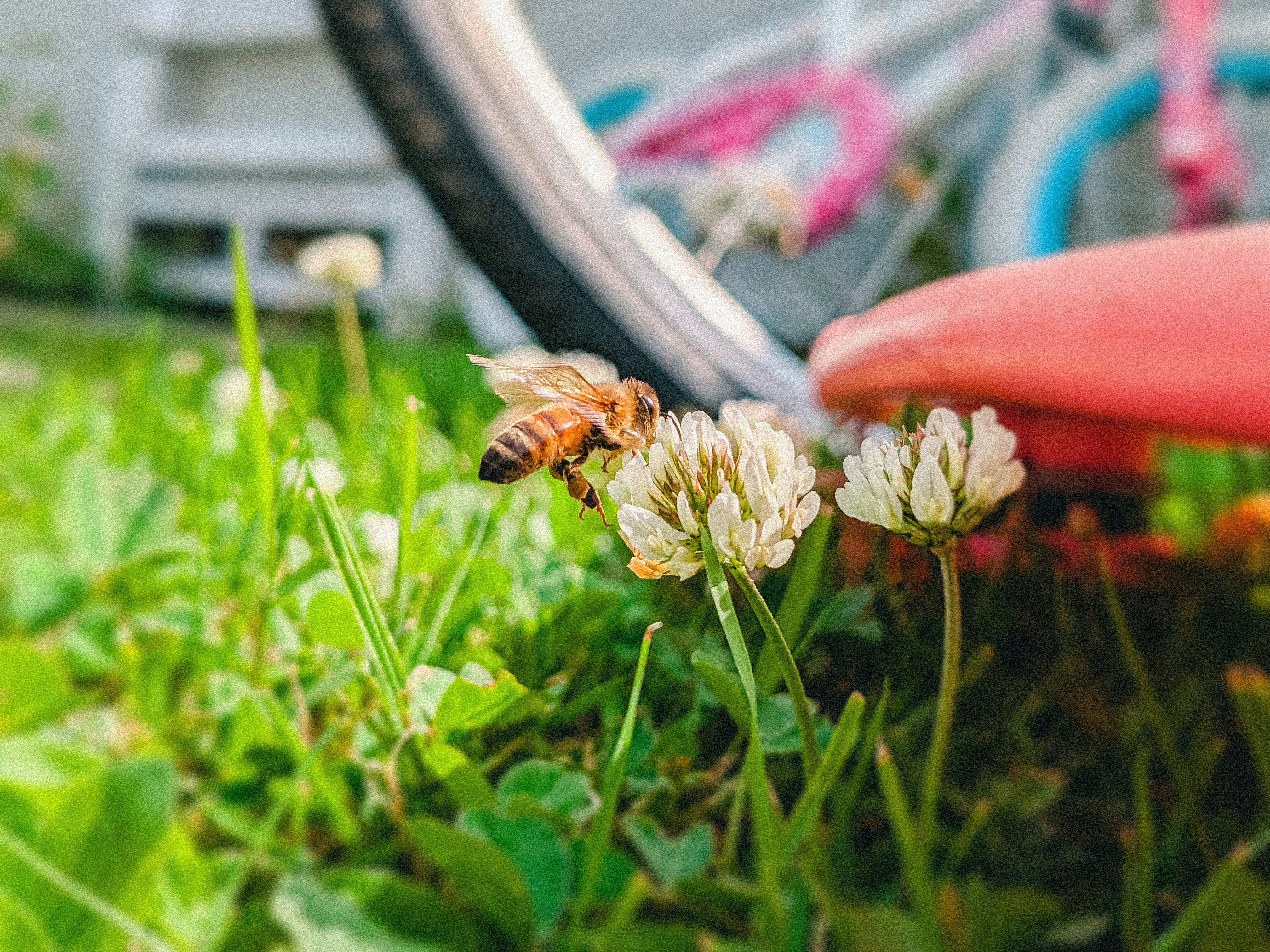 Bee on Clover: A Tiny Standoff Amid Garden Hustle