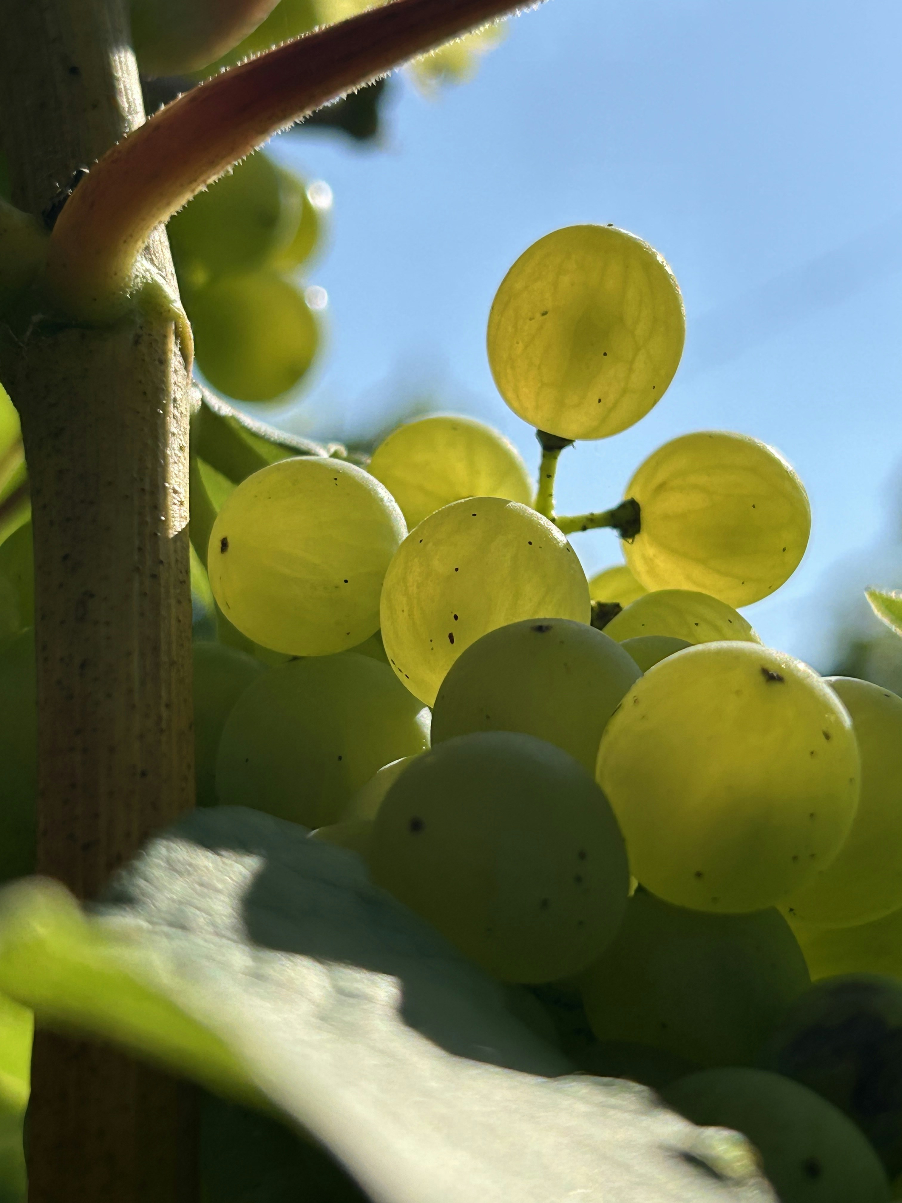 Pale-green grapes cluster in bright sun, their translucent skins revealing subtle texture. Blue sky provides contrast.