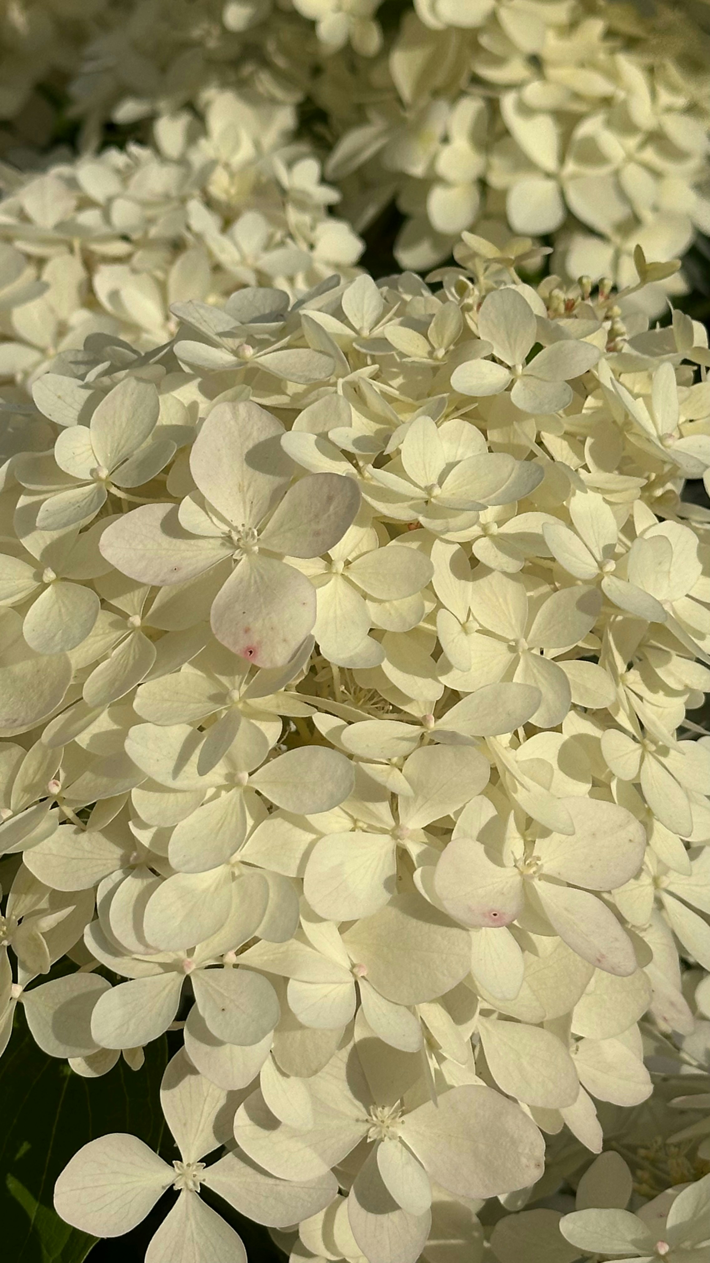 Sunlit Cream Hydrangeas: A Close-Up of Quiet Abundance