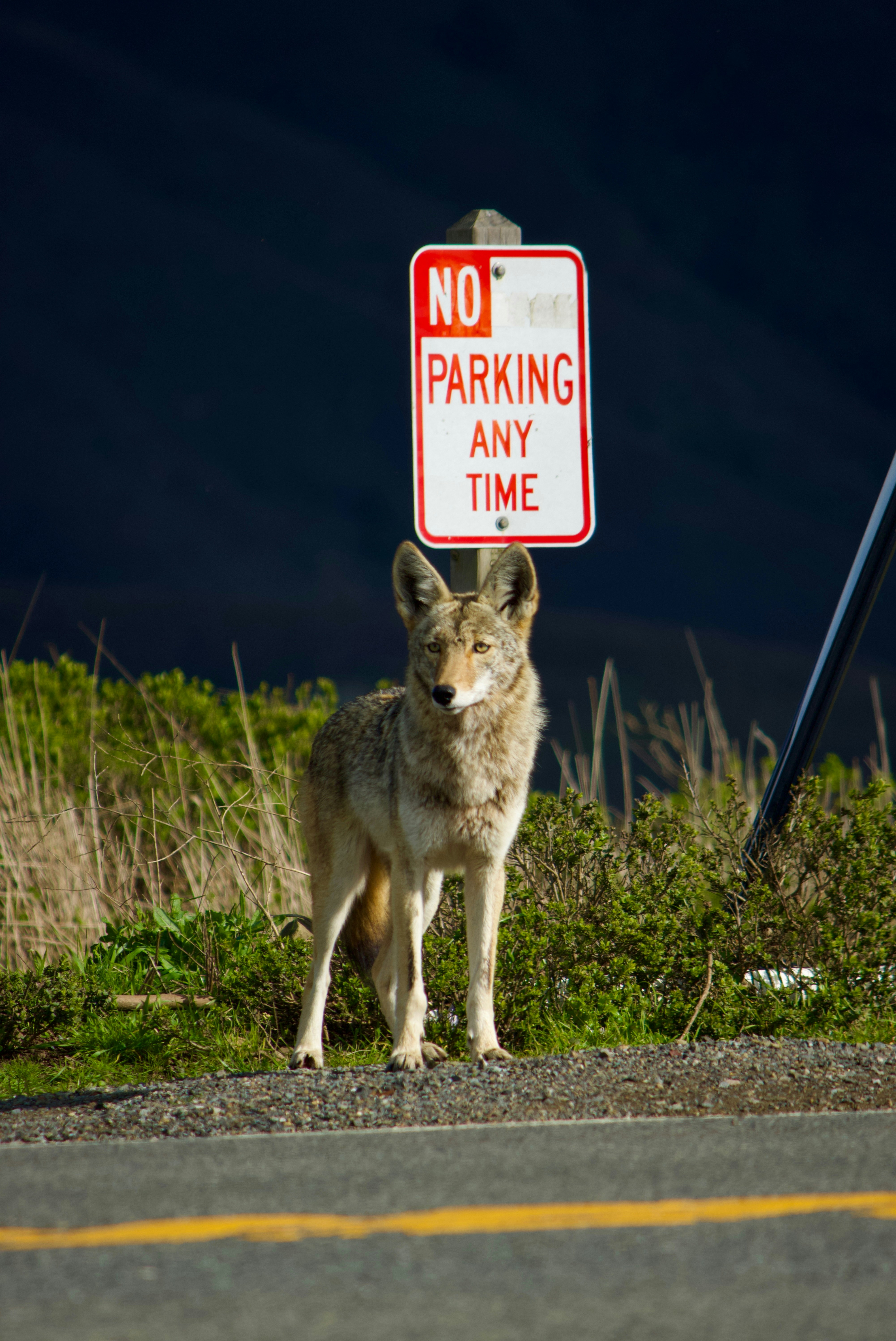 A wolf standing next to a no parking sign photo – Free Animal Image on ...