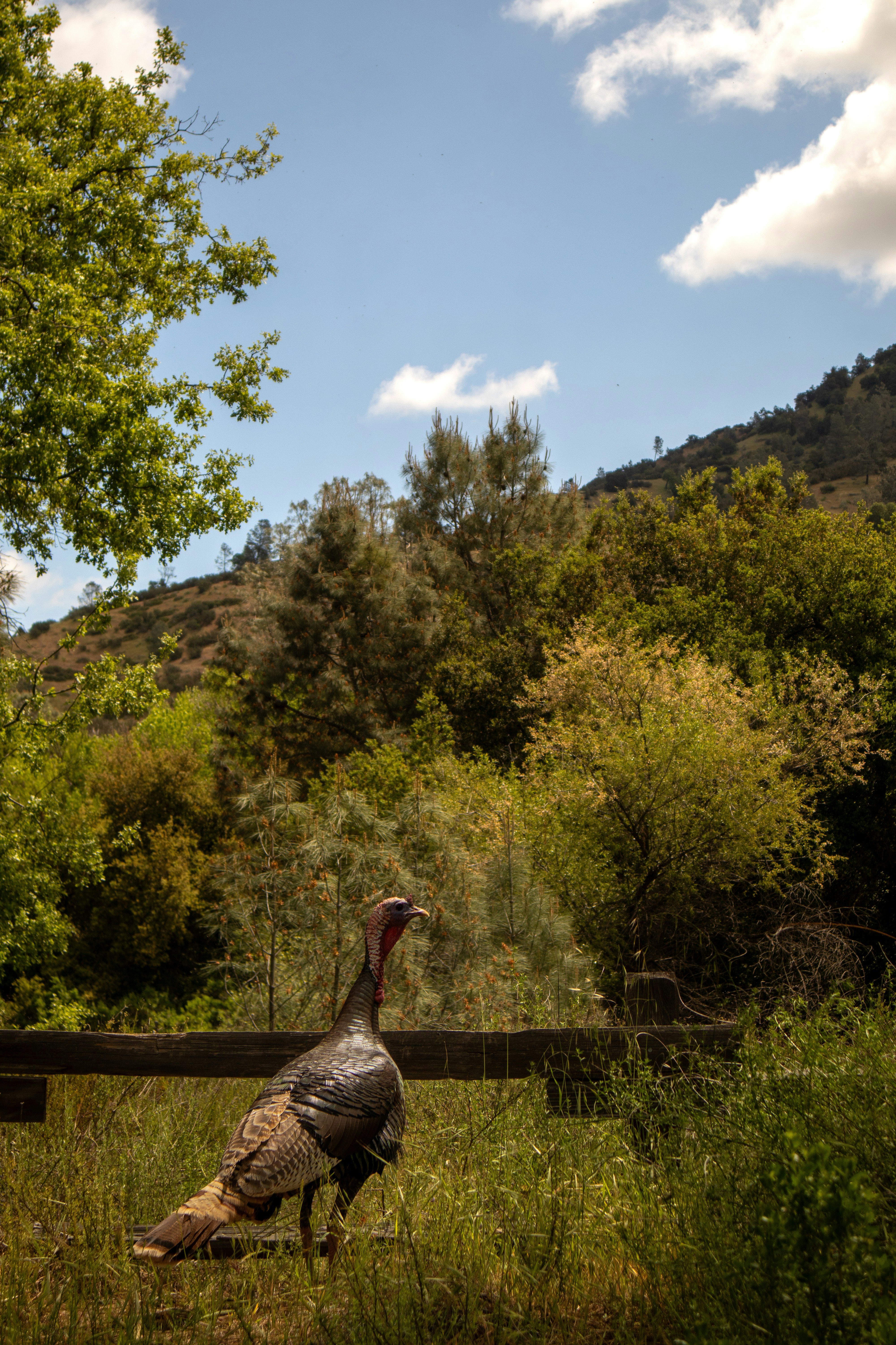 Sunlit Sentinel by the Fence: A Wild Turkey in the Hillside Glade