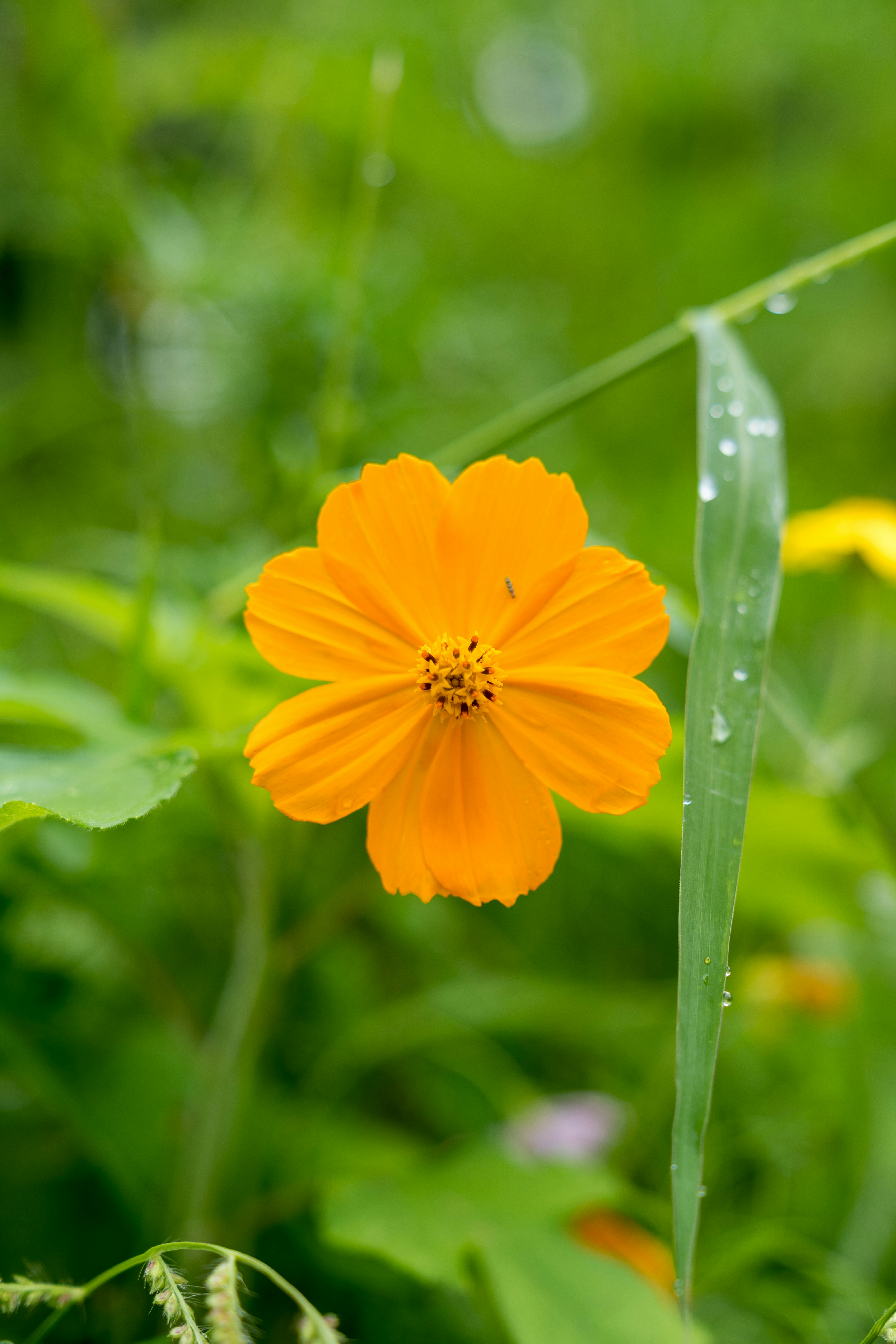 Amber Cosmos Amid Velvet-green Blur