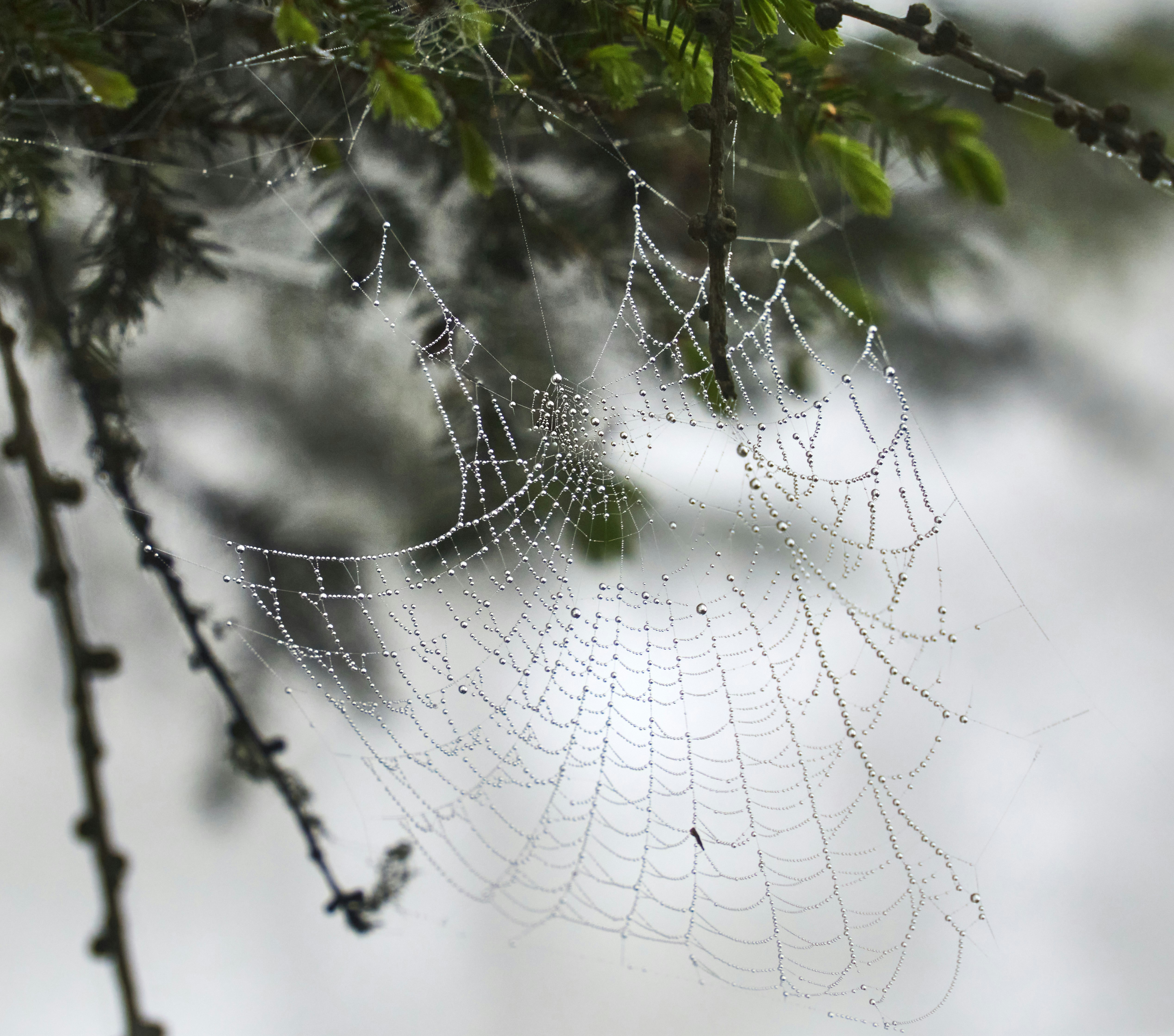 A spider web hanging from a tree branch photo – Free Spider web Image ...