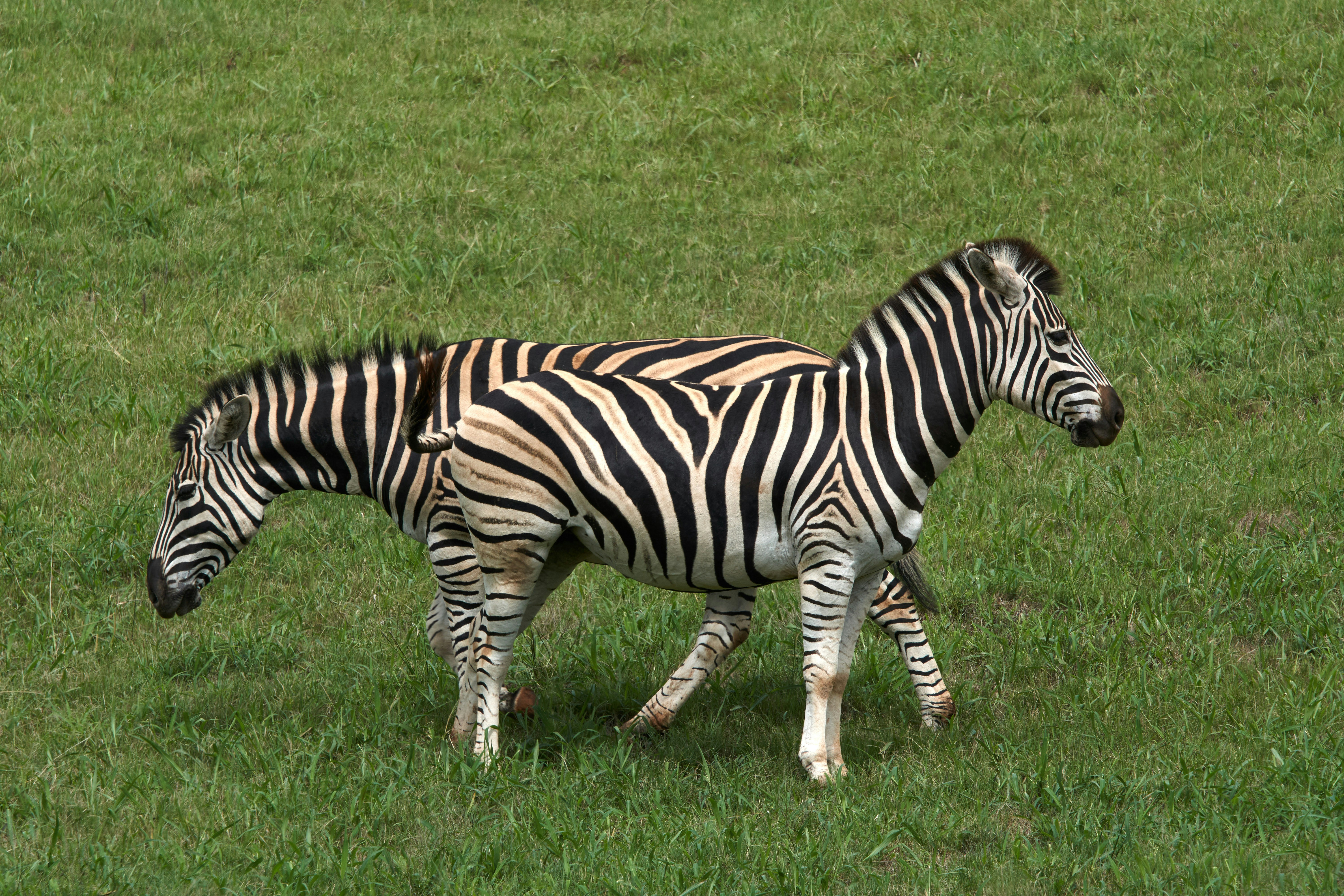 Two zebras are walking in a grassy field photo – Free Animal Image on ...