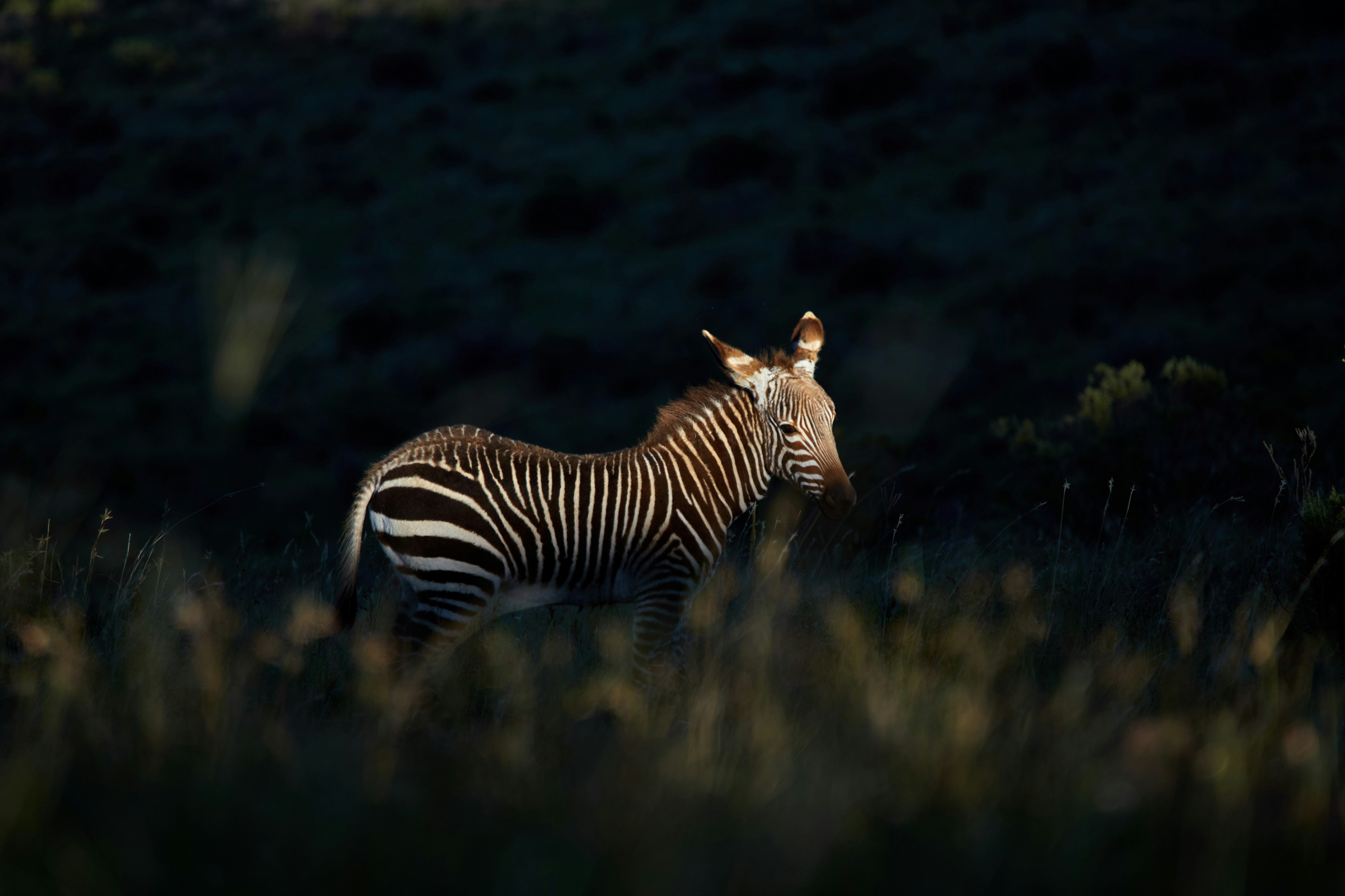 A zebra standing in a field of tall grass photo – Free Animal Image on ...