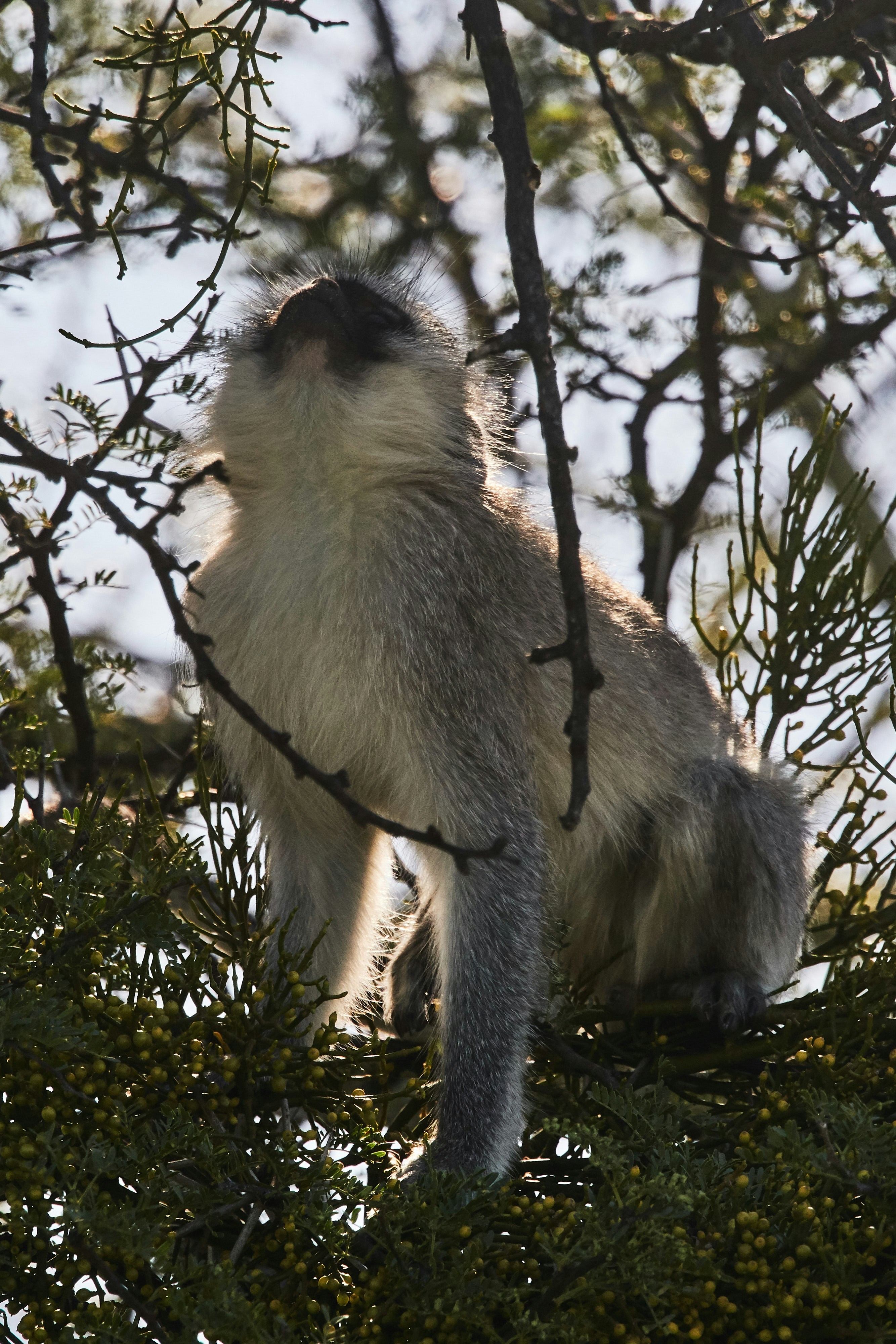 Backlit Sentinel: A gray monkey perches in sunlit conifer branches