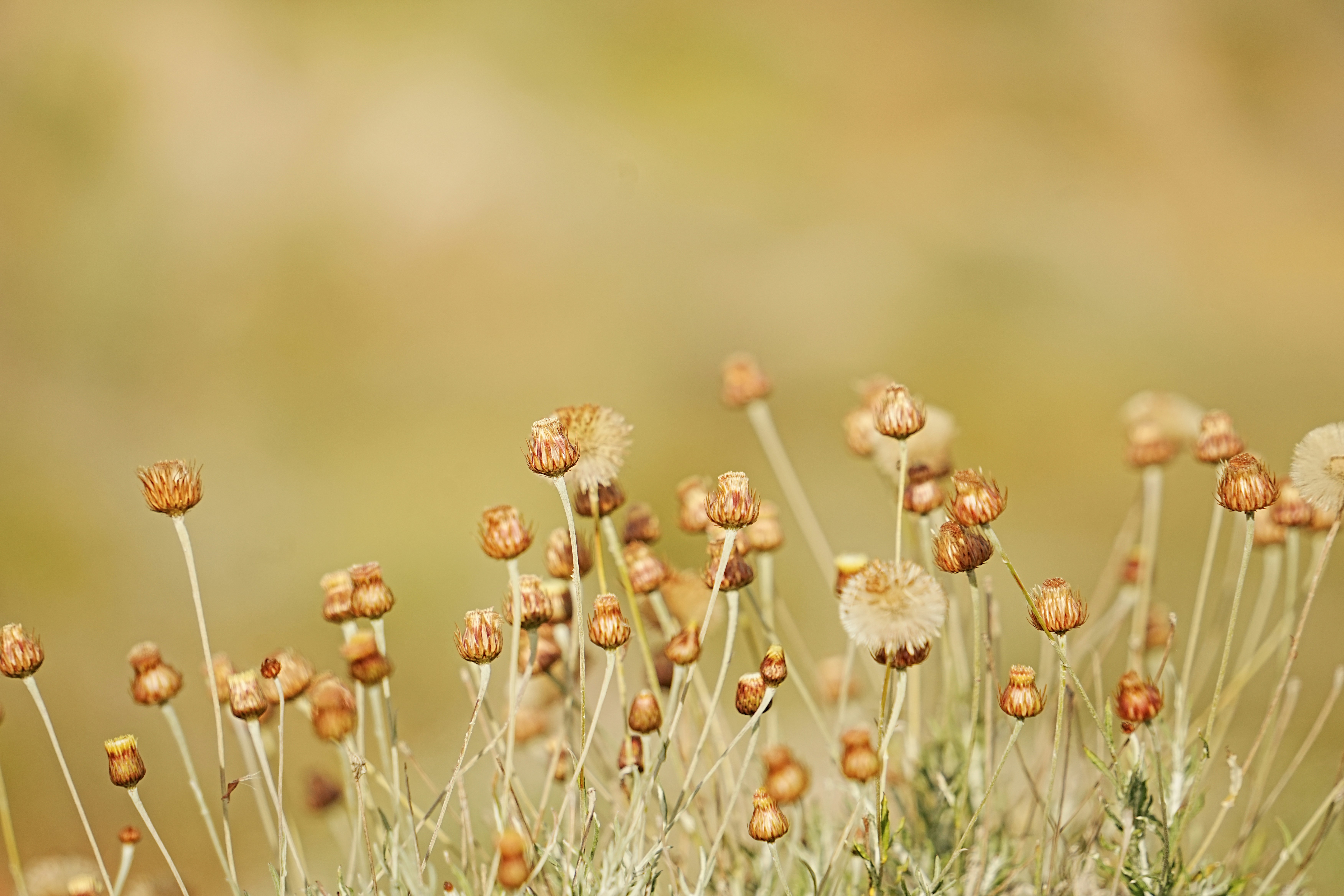 Seed Heads at Dusk: Quiet Field in Warm Blur