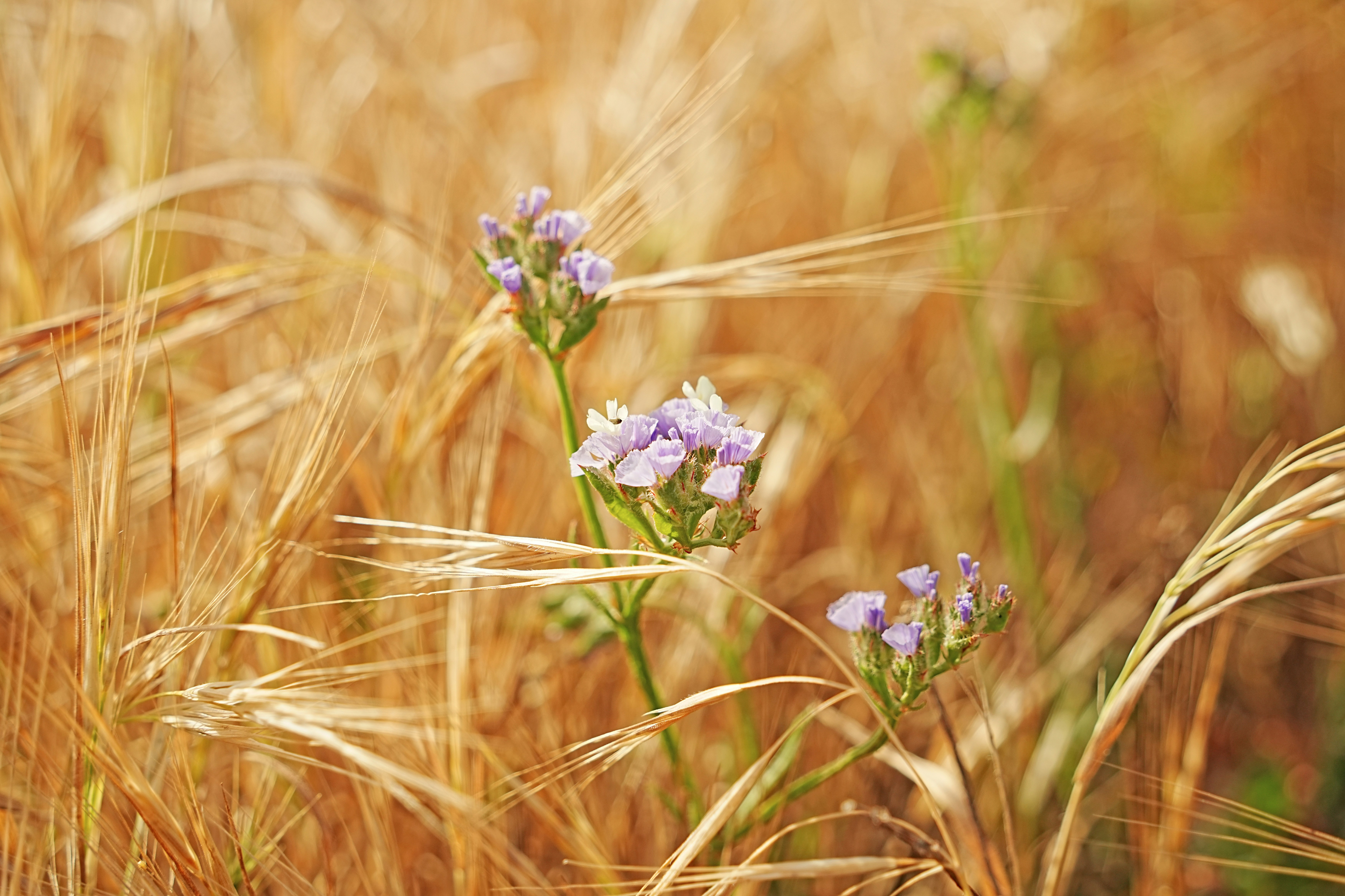 A couple of flowers that are in the grass photo – Free Cyprus Image on ...