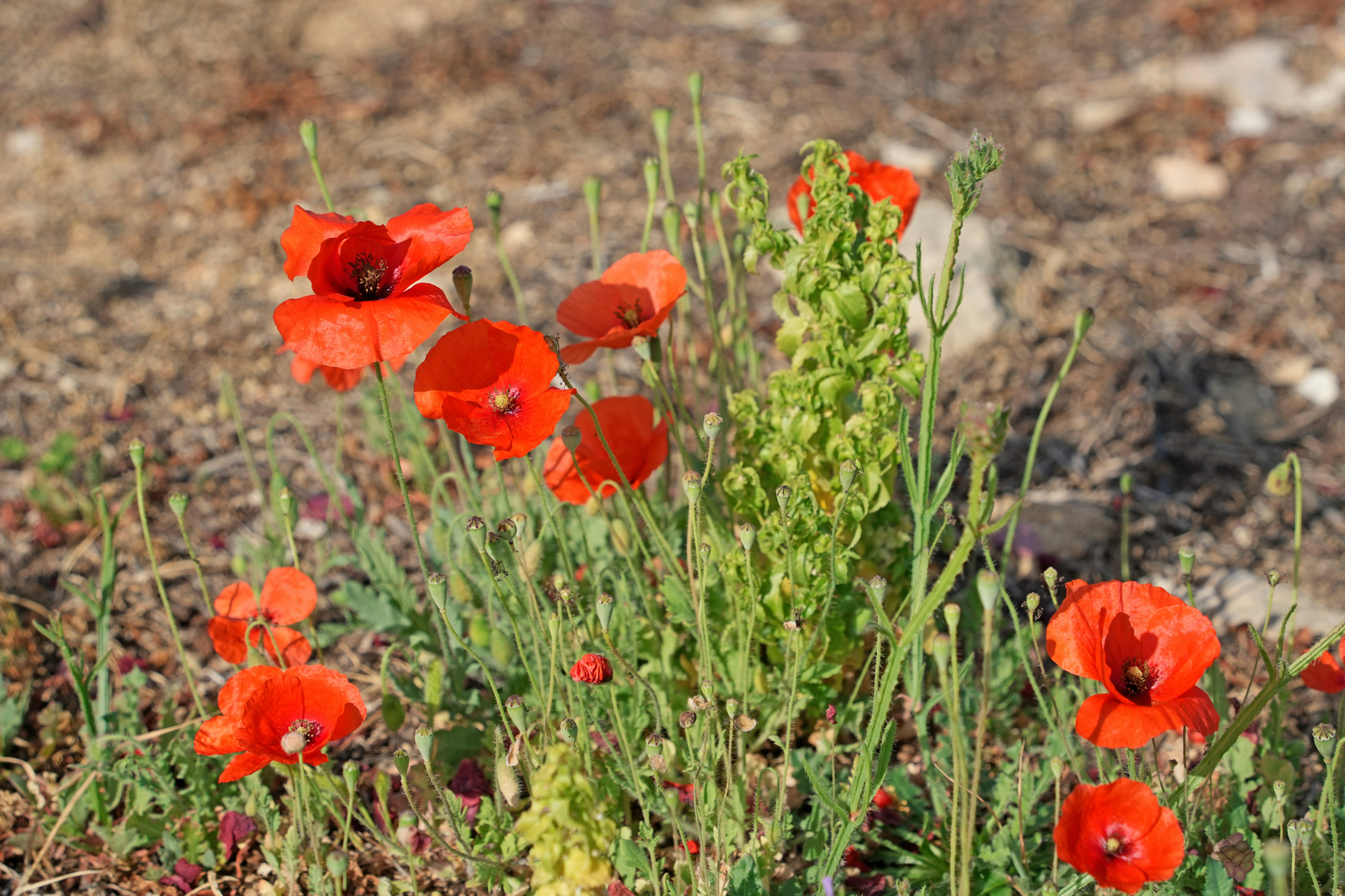 Scarlet Poppies Embrace the Sunlit Soil
