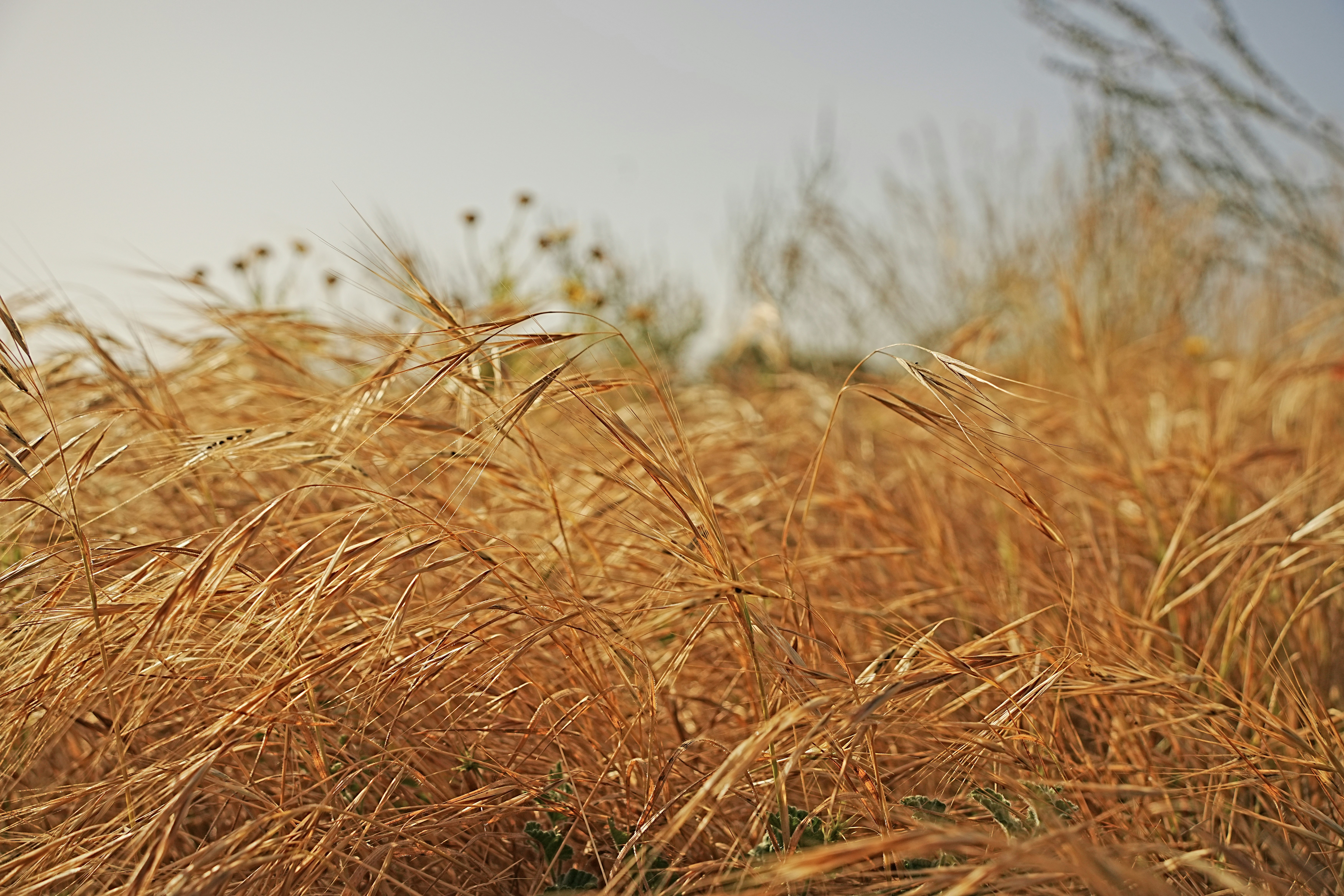 A close up of a field of tall grass photo – Free Cyprus Image on Unsplash
