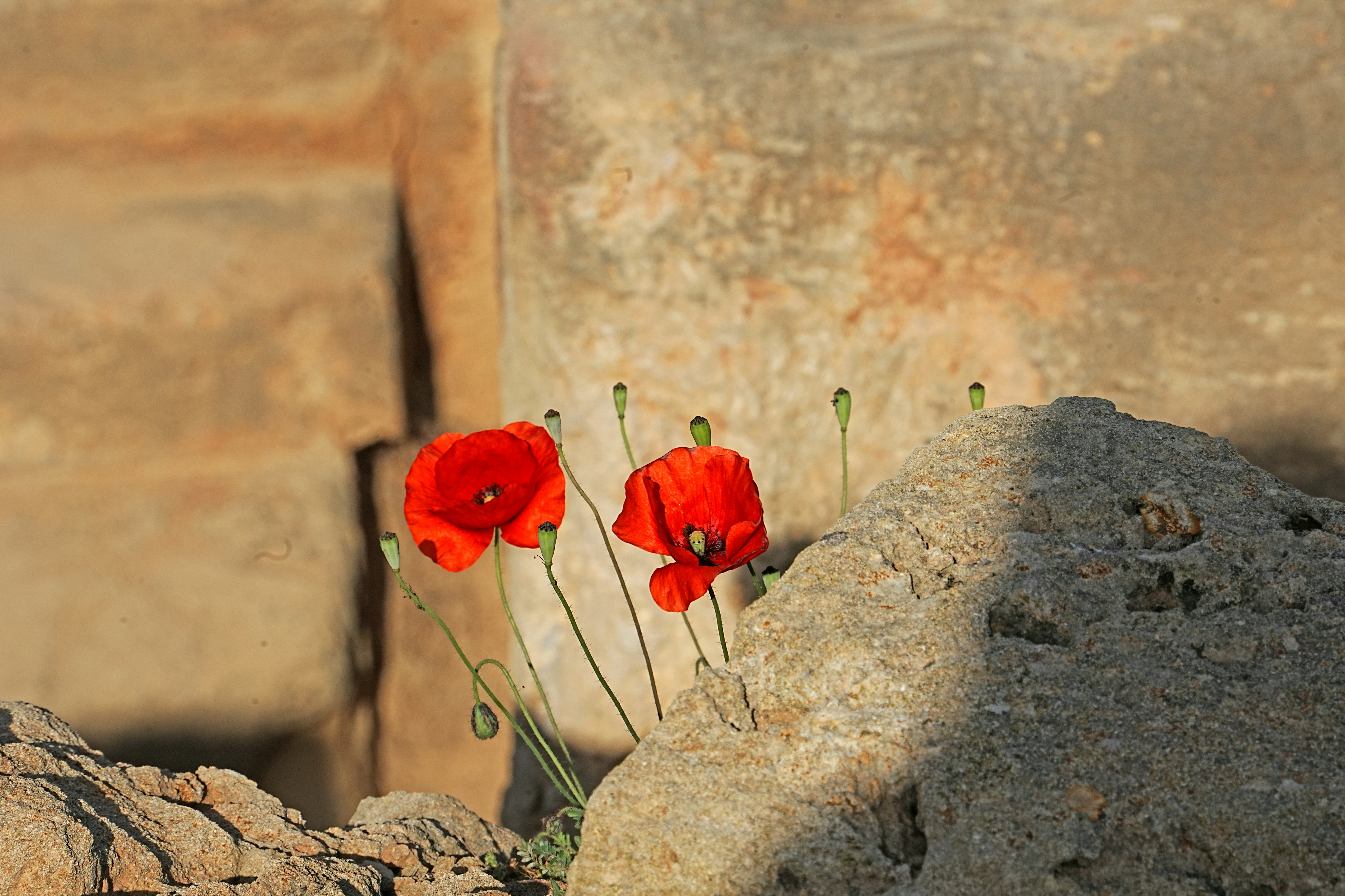 Crimson Poppies Between Weathered Stones
