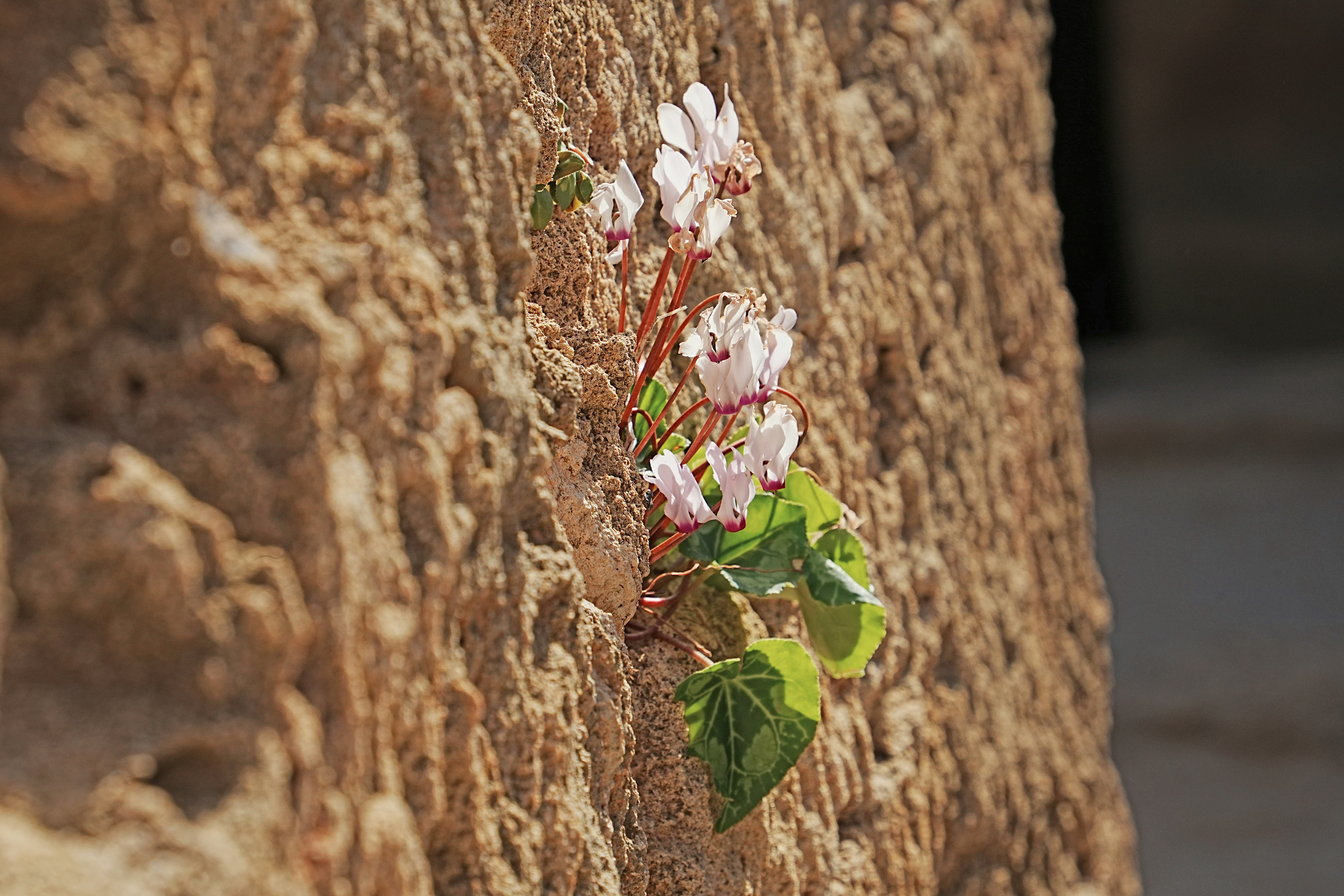 Tiny Bloom Anchored in Bark: Delicate White Flowers Emerge from a Cracked Trunk