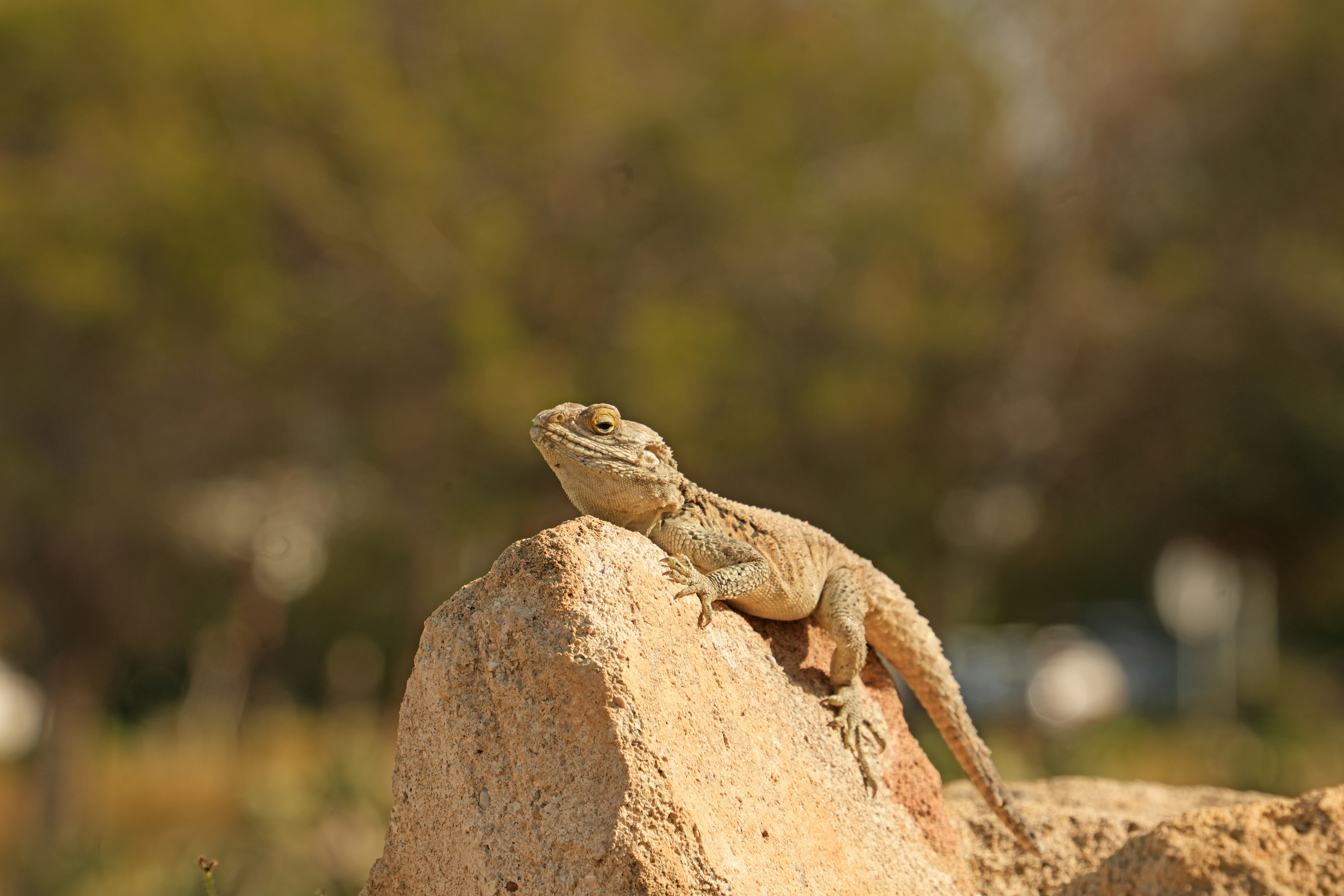 Stonewatch Lizard: Sun-Warmed Perch on a Weathered Rock