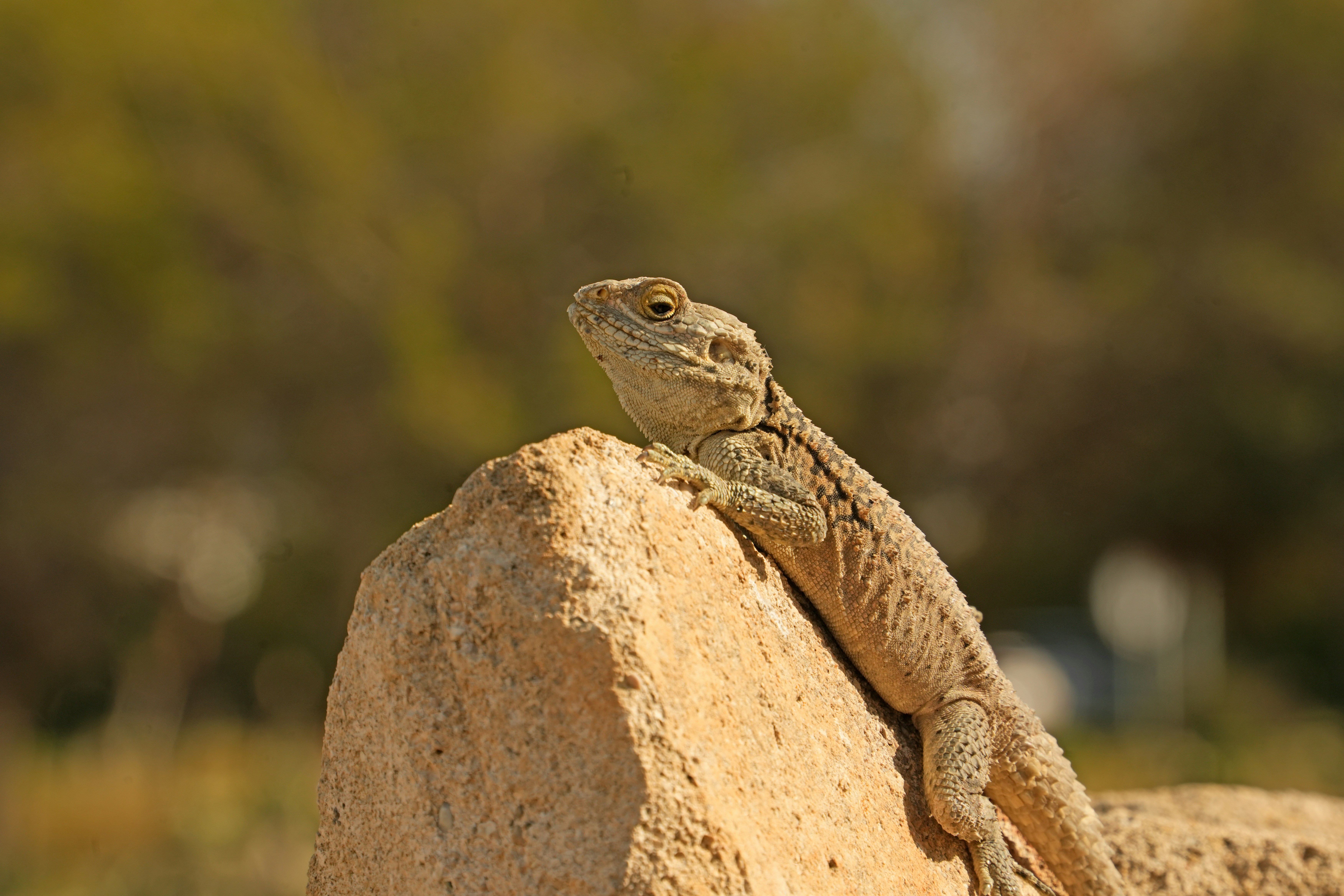 Stonebound Lizard at Golden Hour