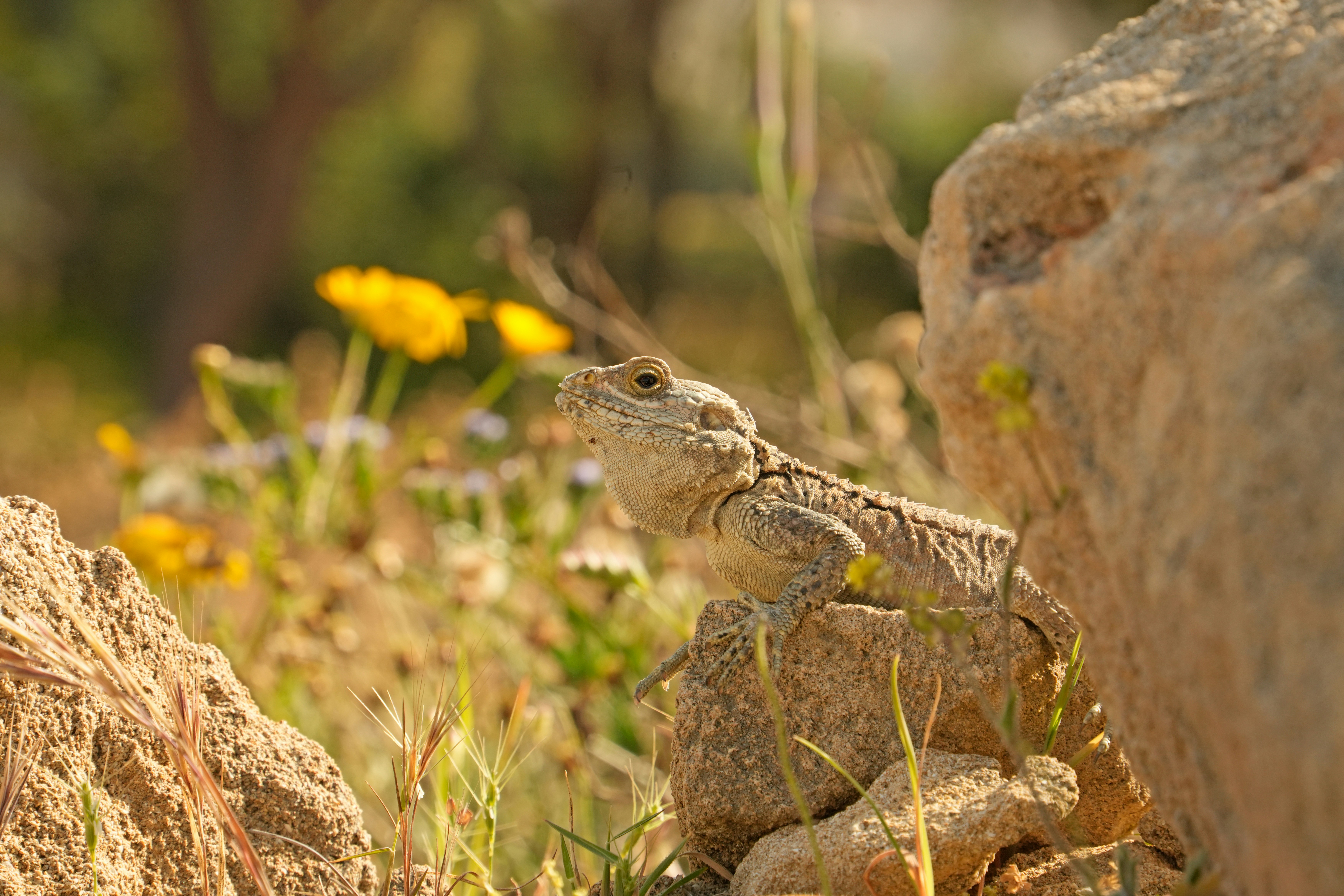 A lizard sitting on top of a rock in a field photo – Free Cyprus Image ...