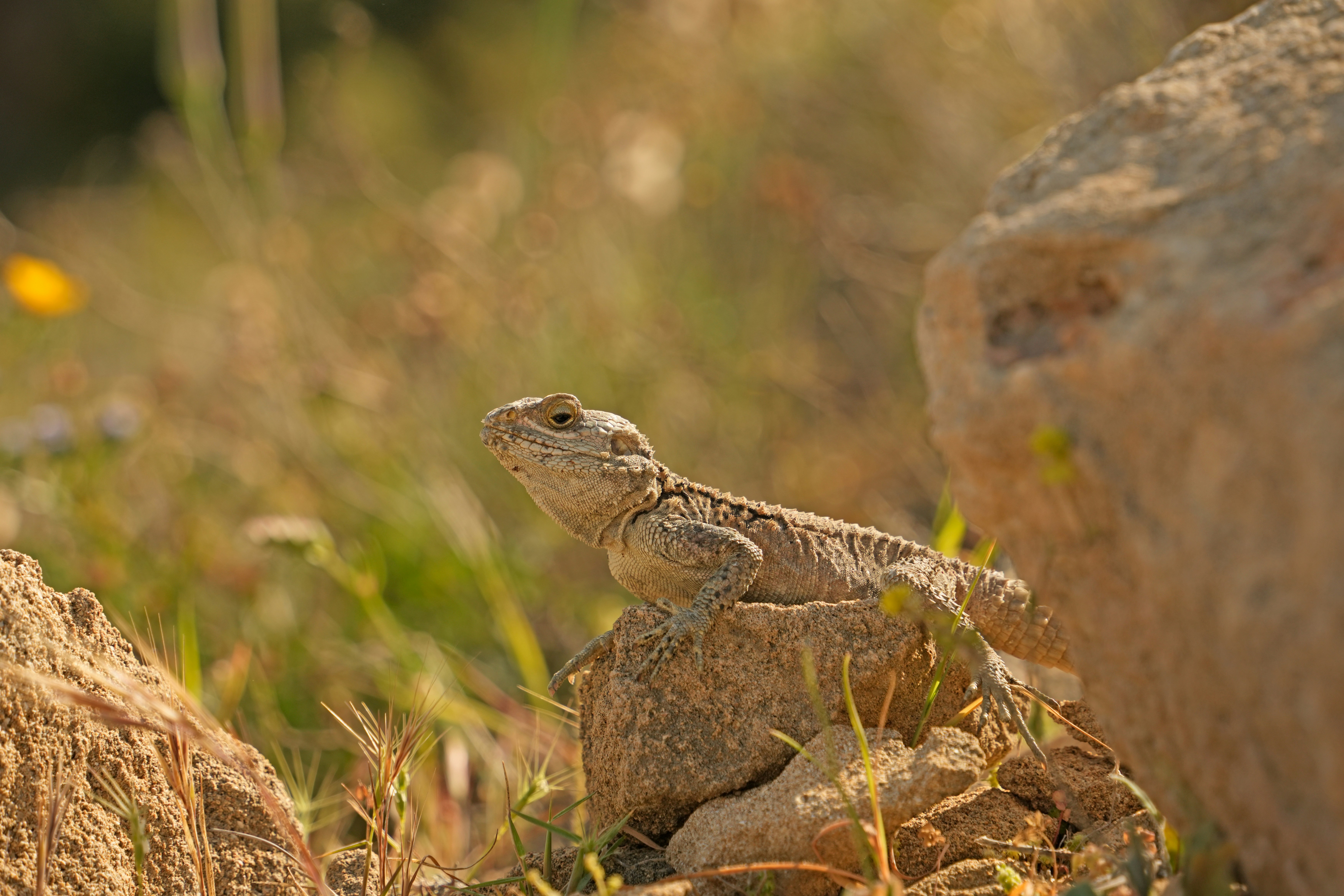 Rocky Perch: A Lizard Scout in Sunlit Terrain