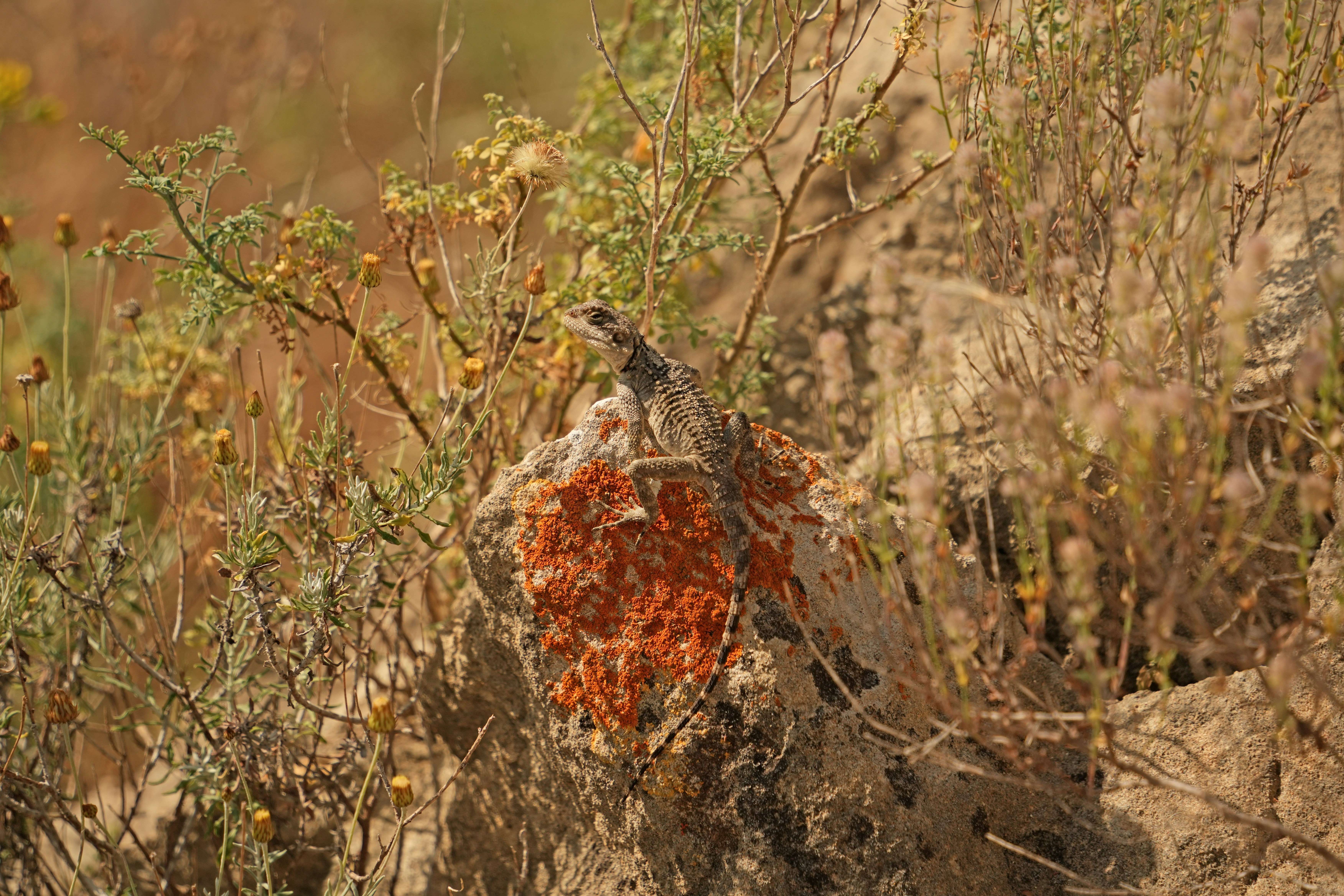 Lizard Sentinel on a Weathered Lichen-streaked Rock