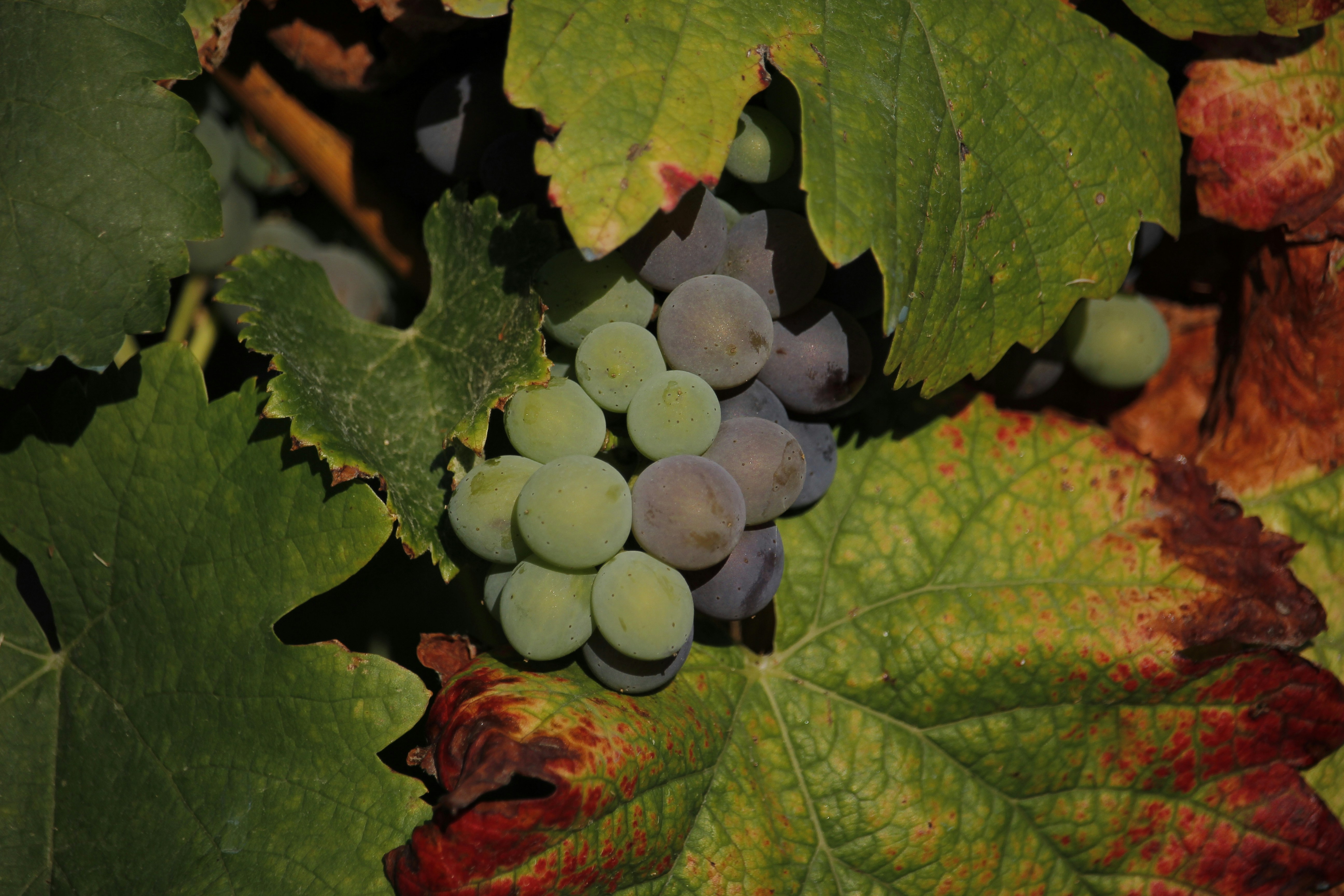 Photo by Merio09 with Canon EOS 550D