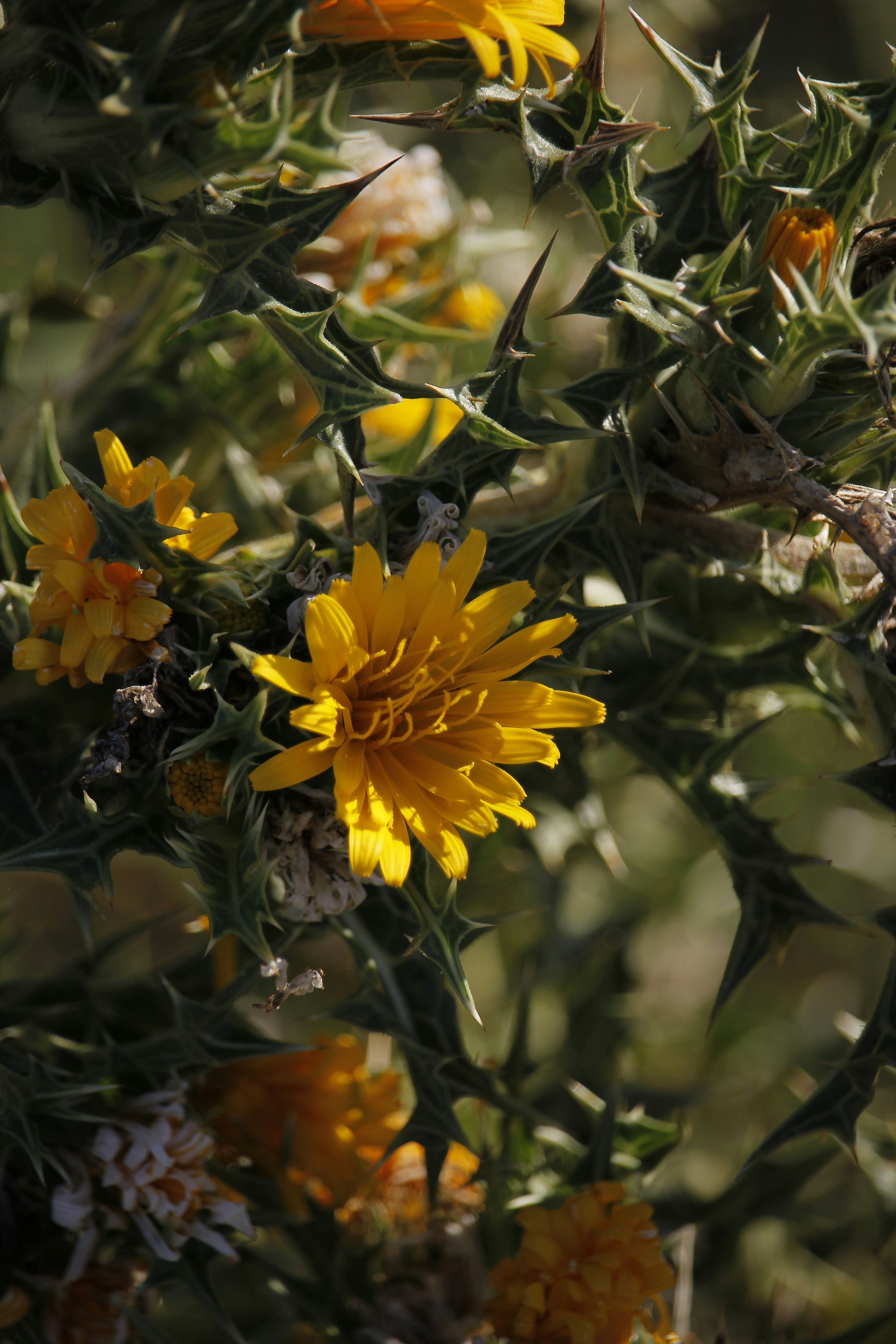 A close up of a bunch of yellow flowers