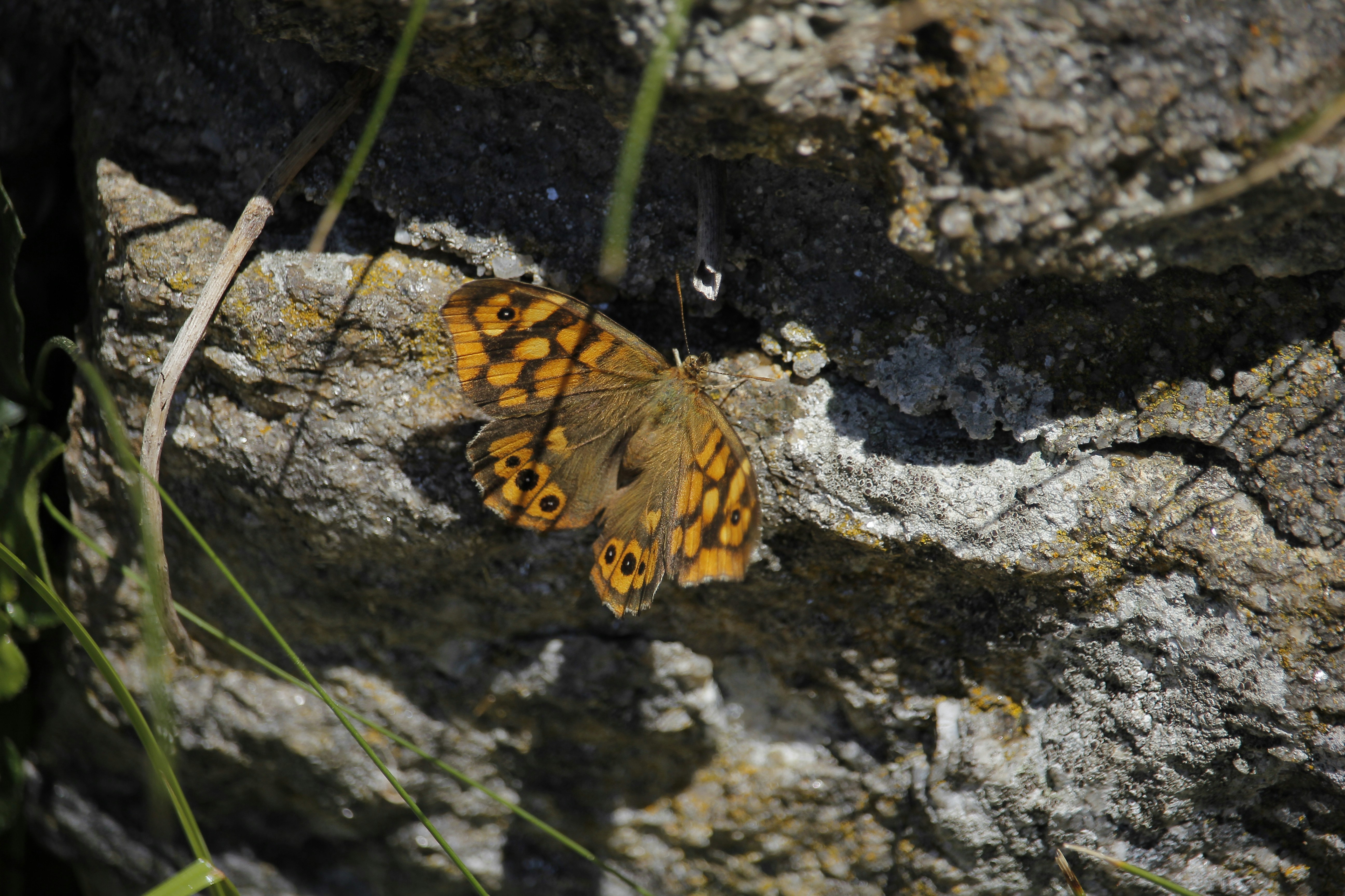 Photo by Merio09 with Canon EOS 550D