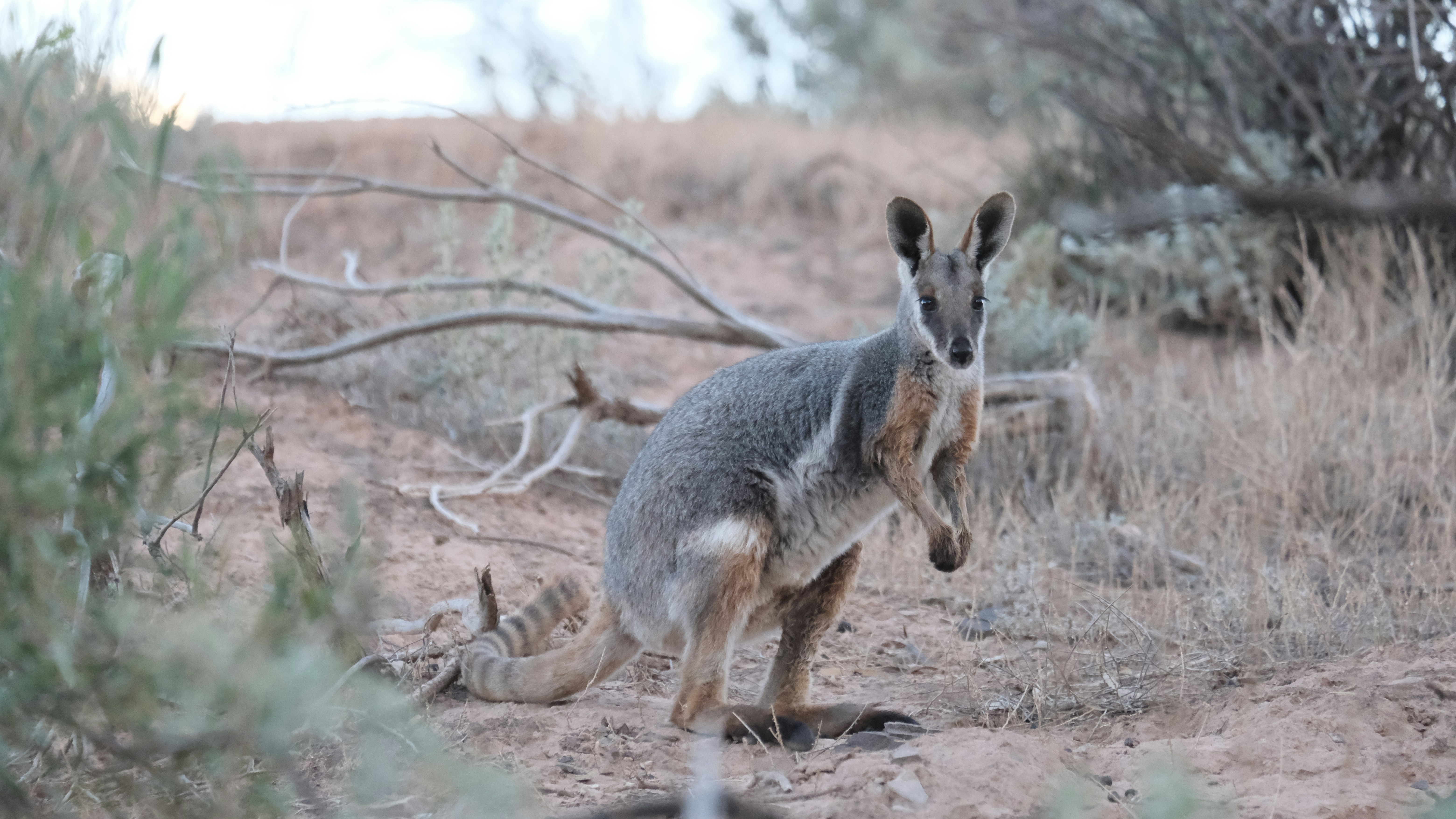 Midstride Kangaroo in Quiet Australian Scrub
