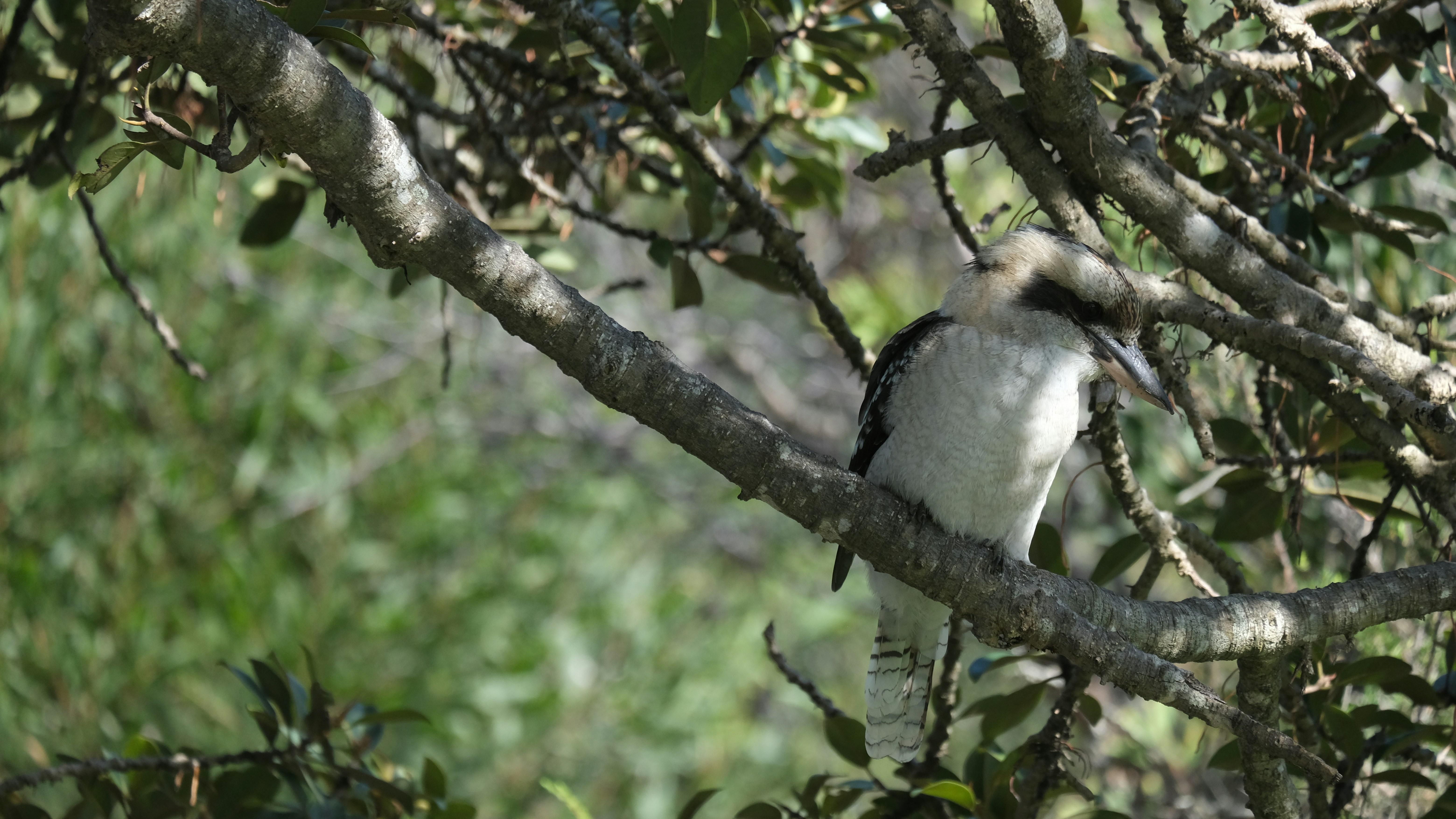 Perched in Nature's Embrace