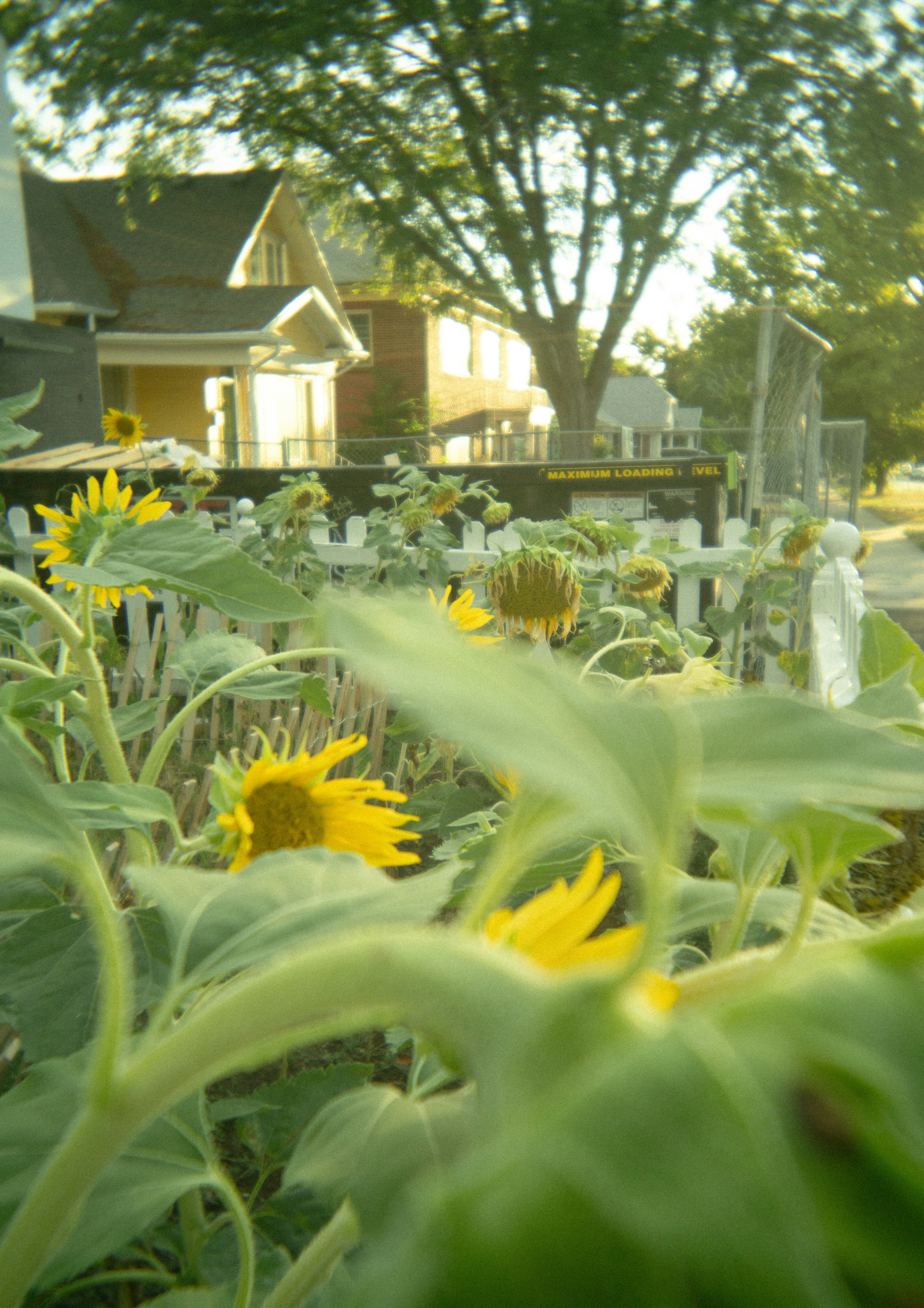 Sunflower Street: A Quiet Suburban Greet