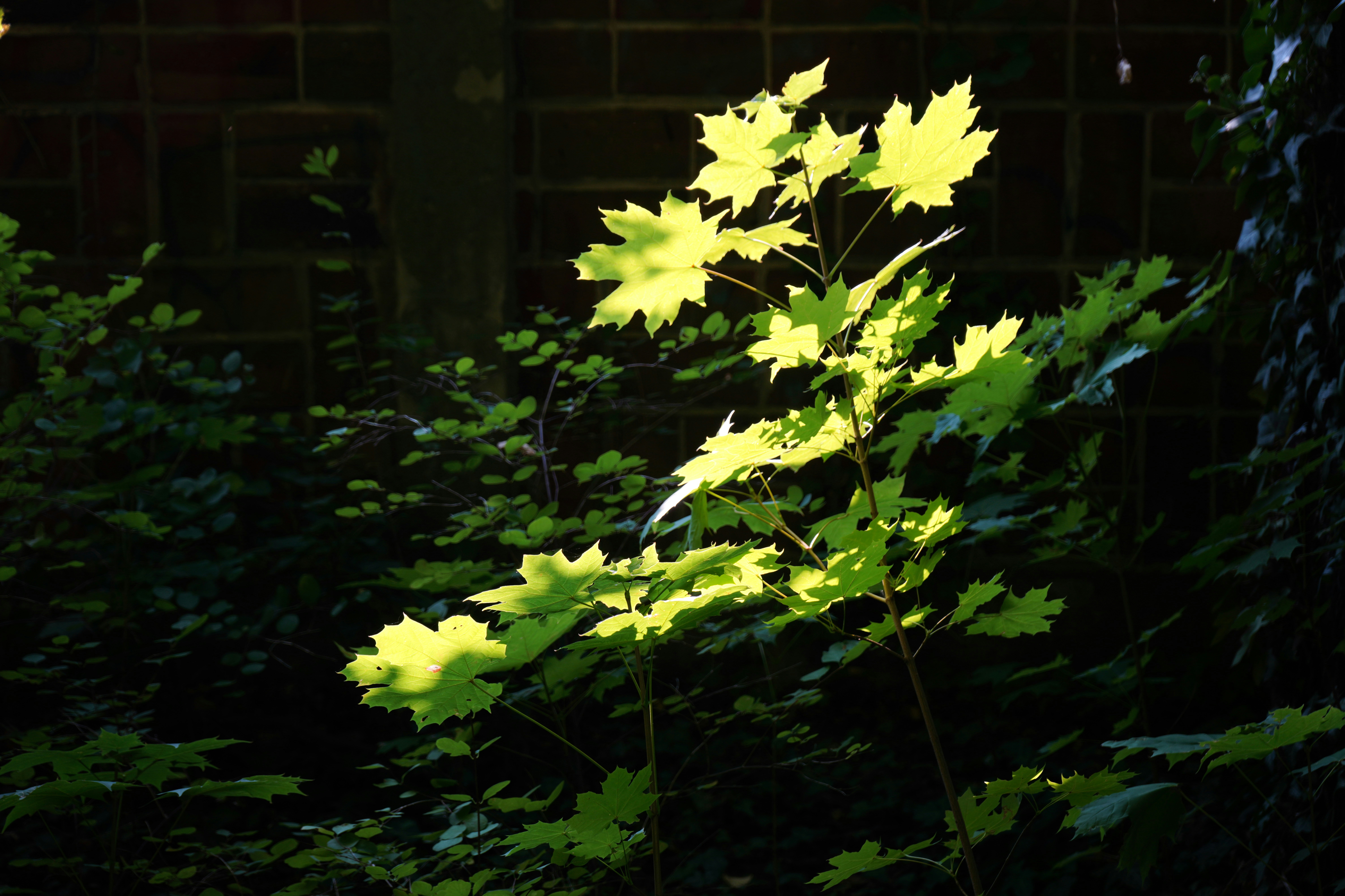 Backlit Maple Leaves in a Quiet, Shadowed Garden