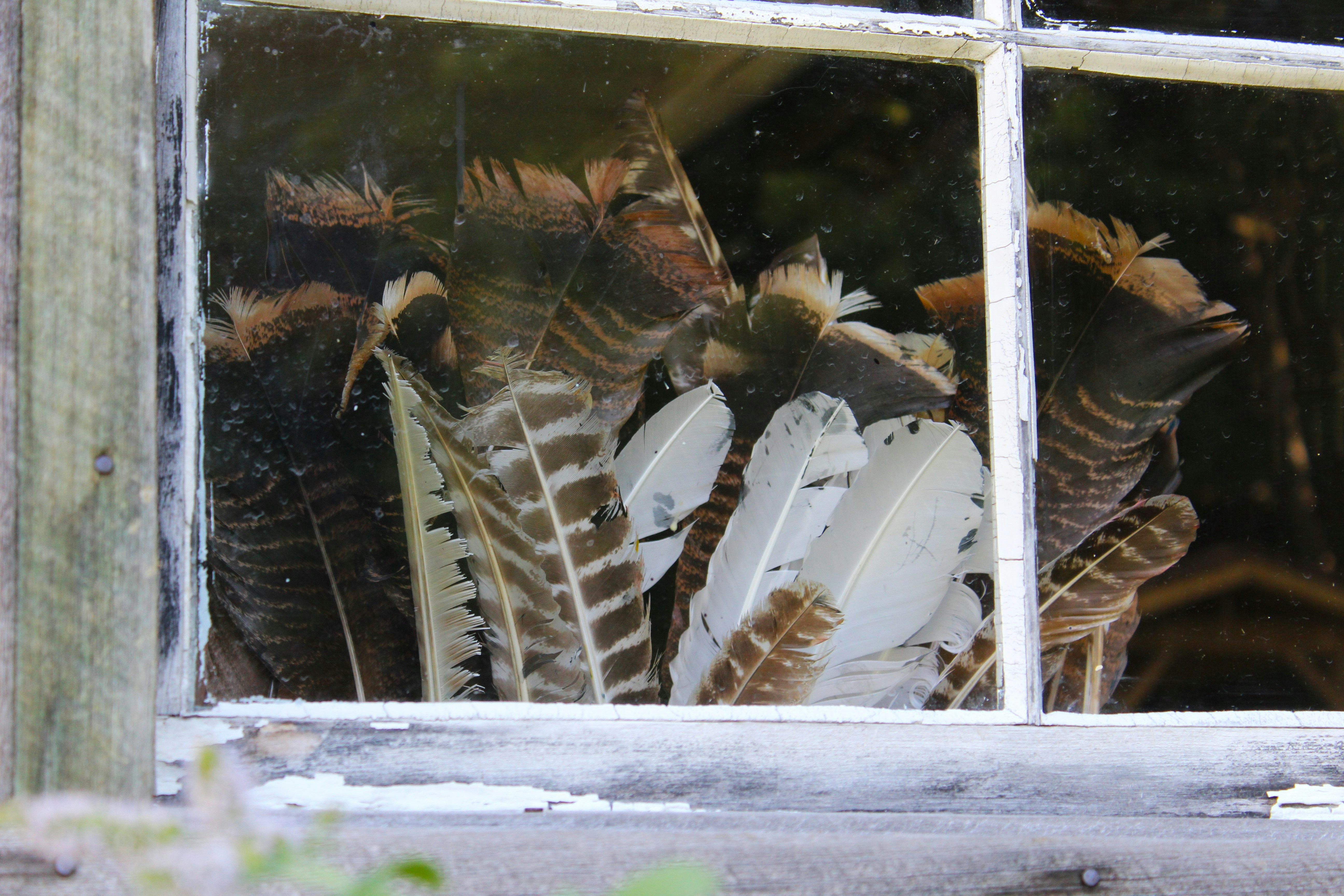 Feathers at Five Panes: A Quiet Window Still-Life