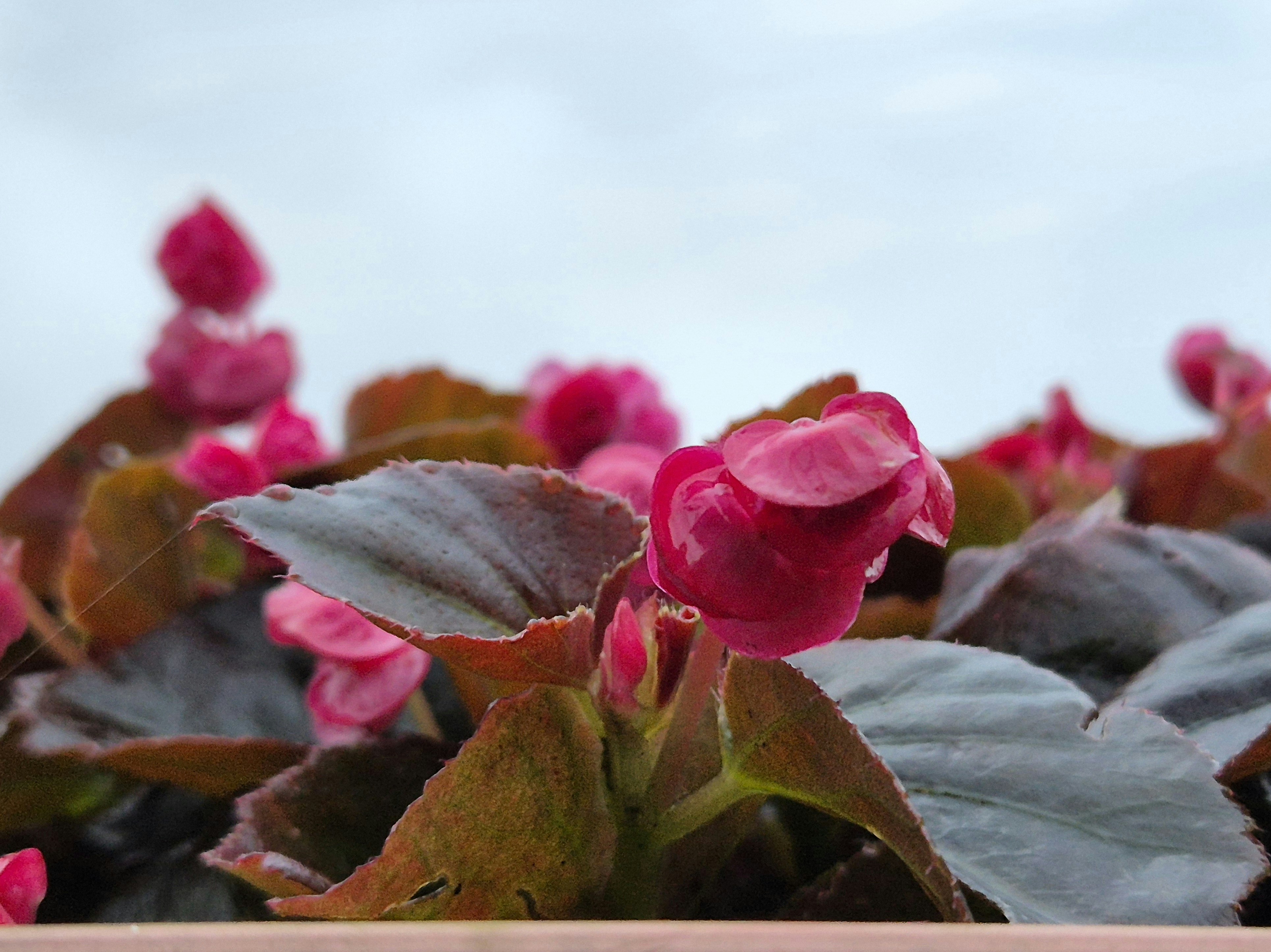 Velvet Pink Begonias in Crisp Morning Light
