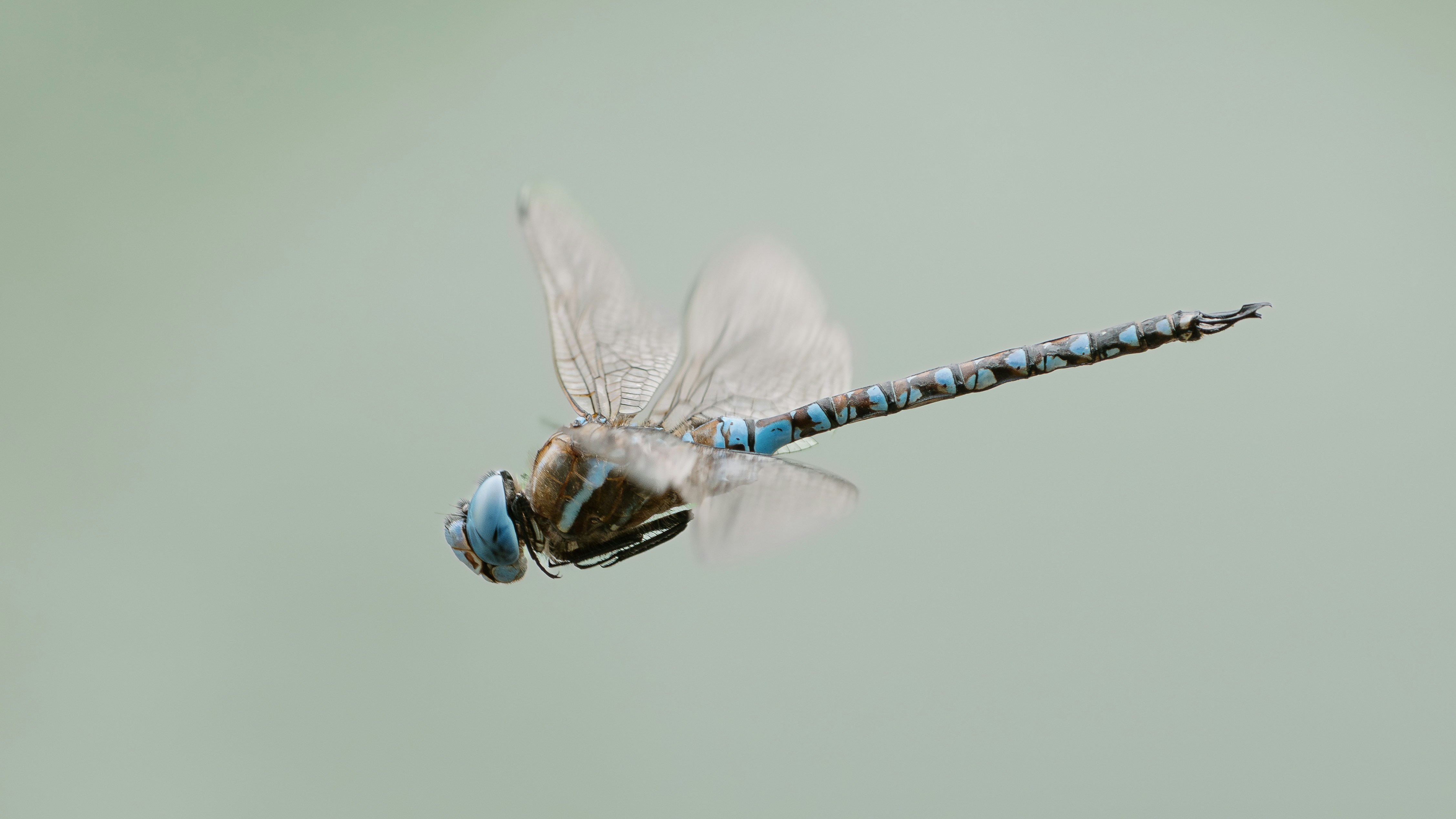 A macro photo of a dragonfly