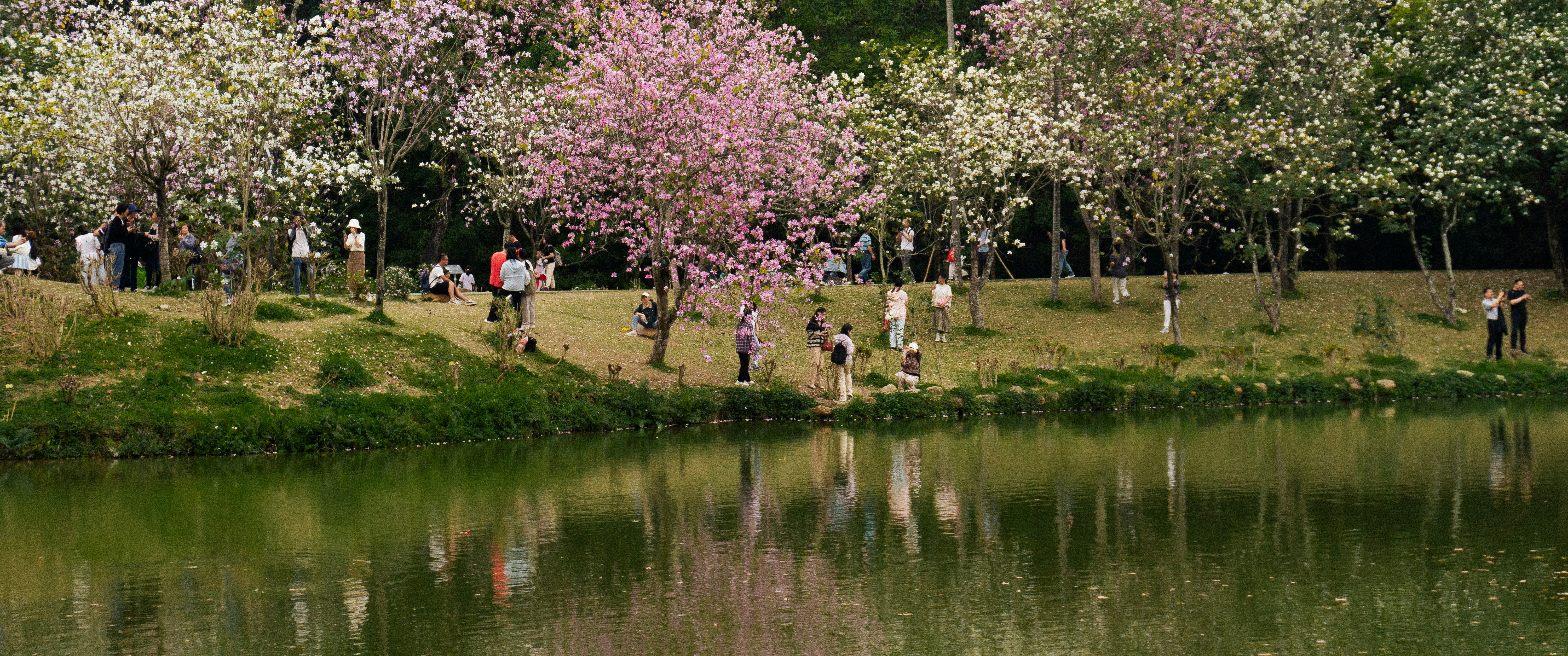 Blossoms by the Quiet Pond: A Moment in the Park
