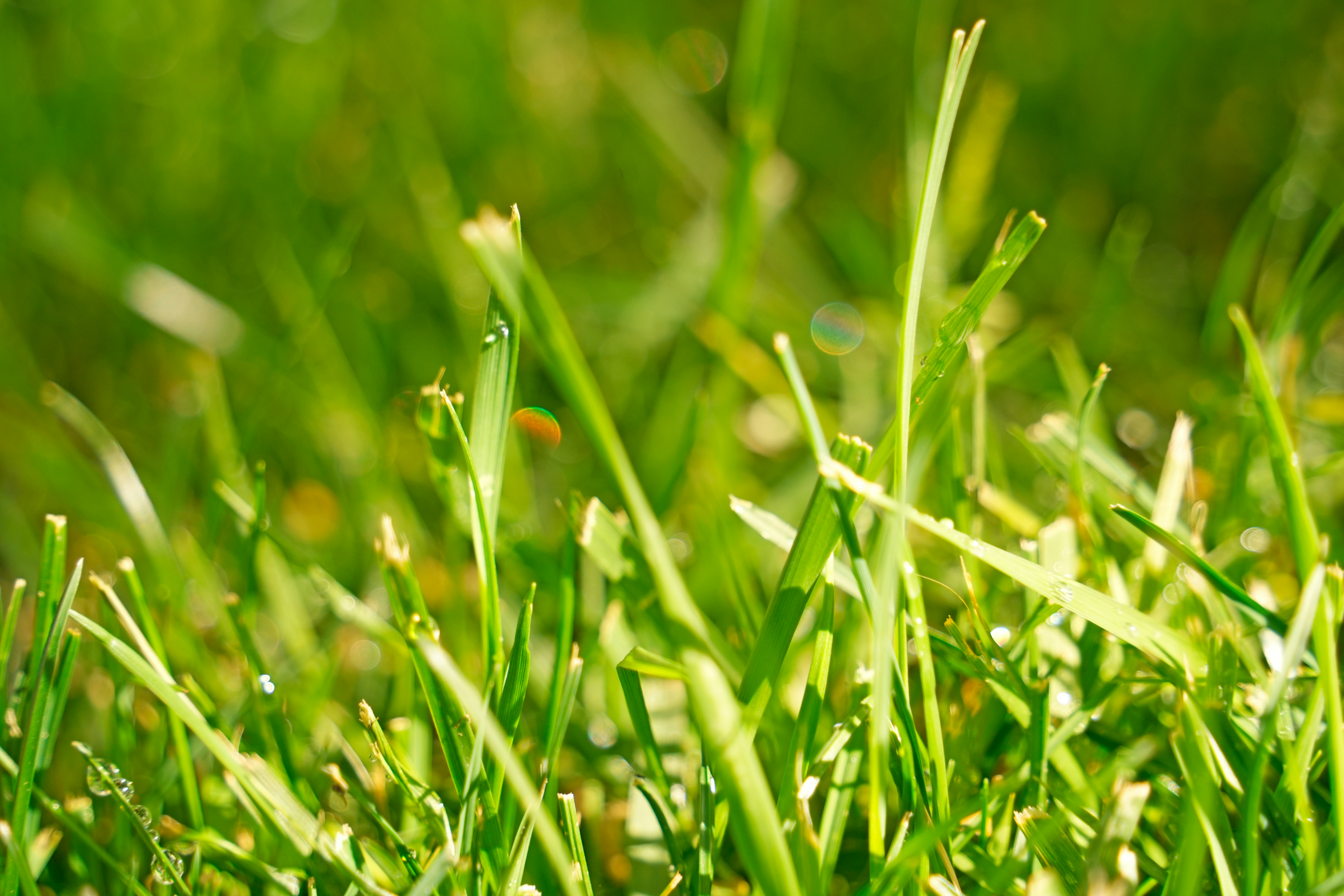 A close up of a green grass field photo – Free Cyprus Image on Unsplash