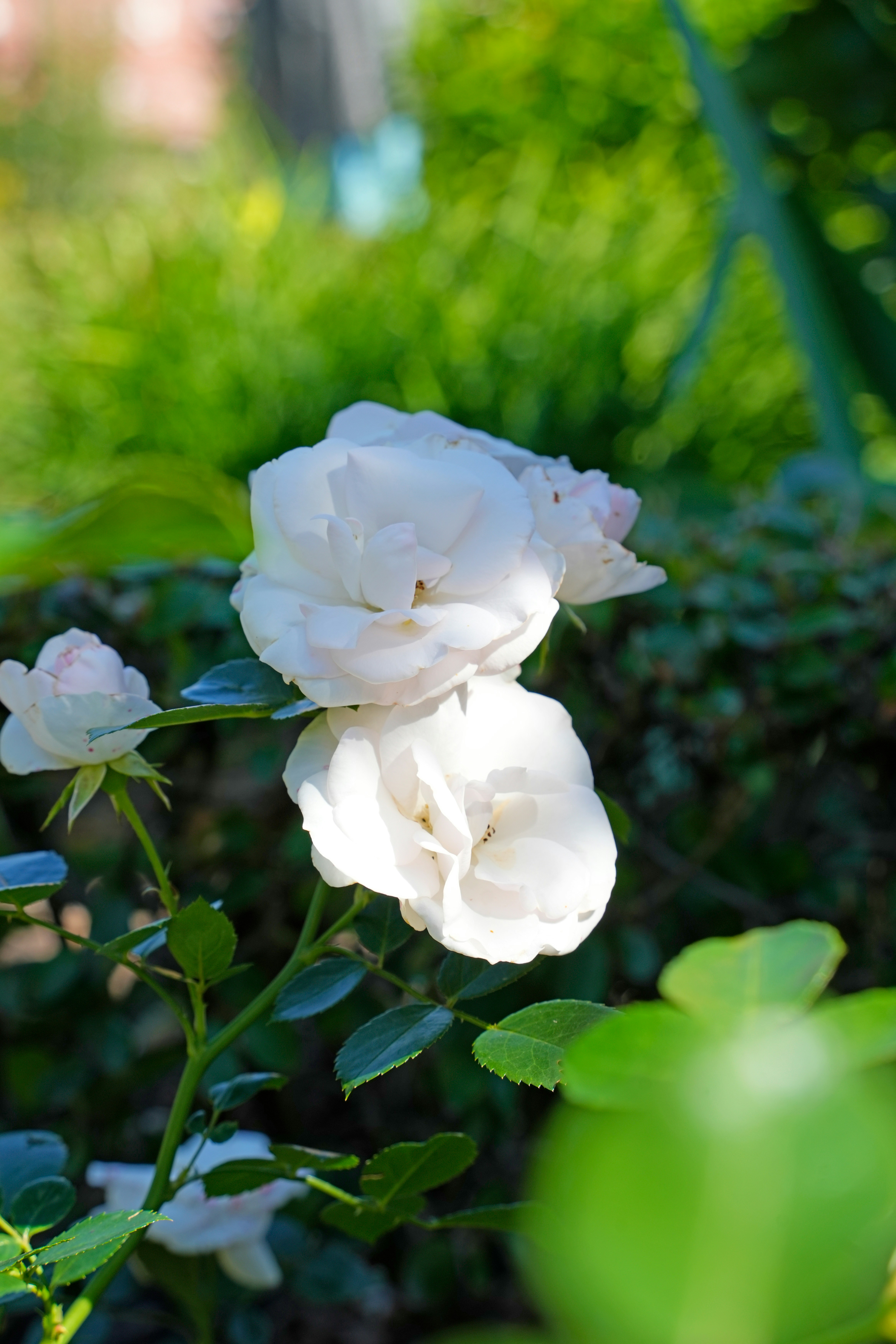 Petal Portrait: White Rose Amid a Sunlit Green Backdrop