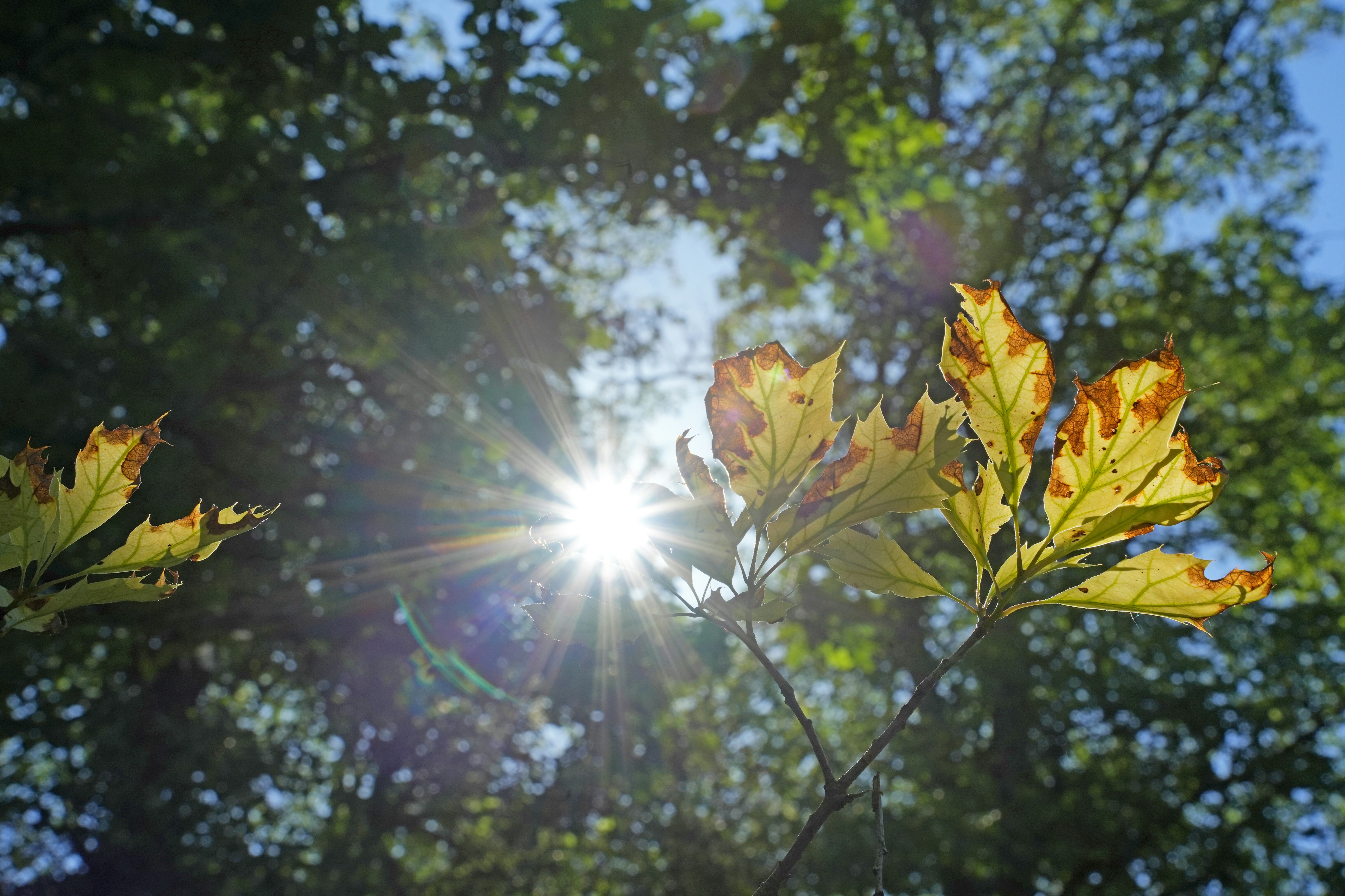 Amber Sunburst Through Leaf Veins: A Quiet Portrait of Autumn Light