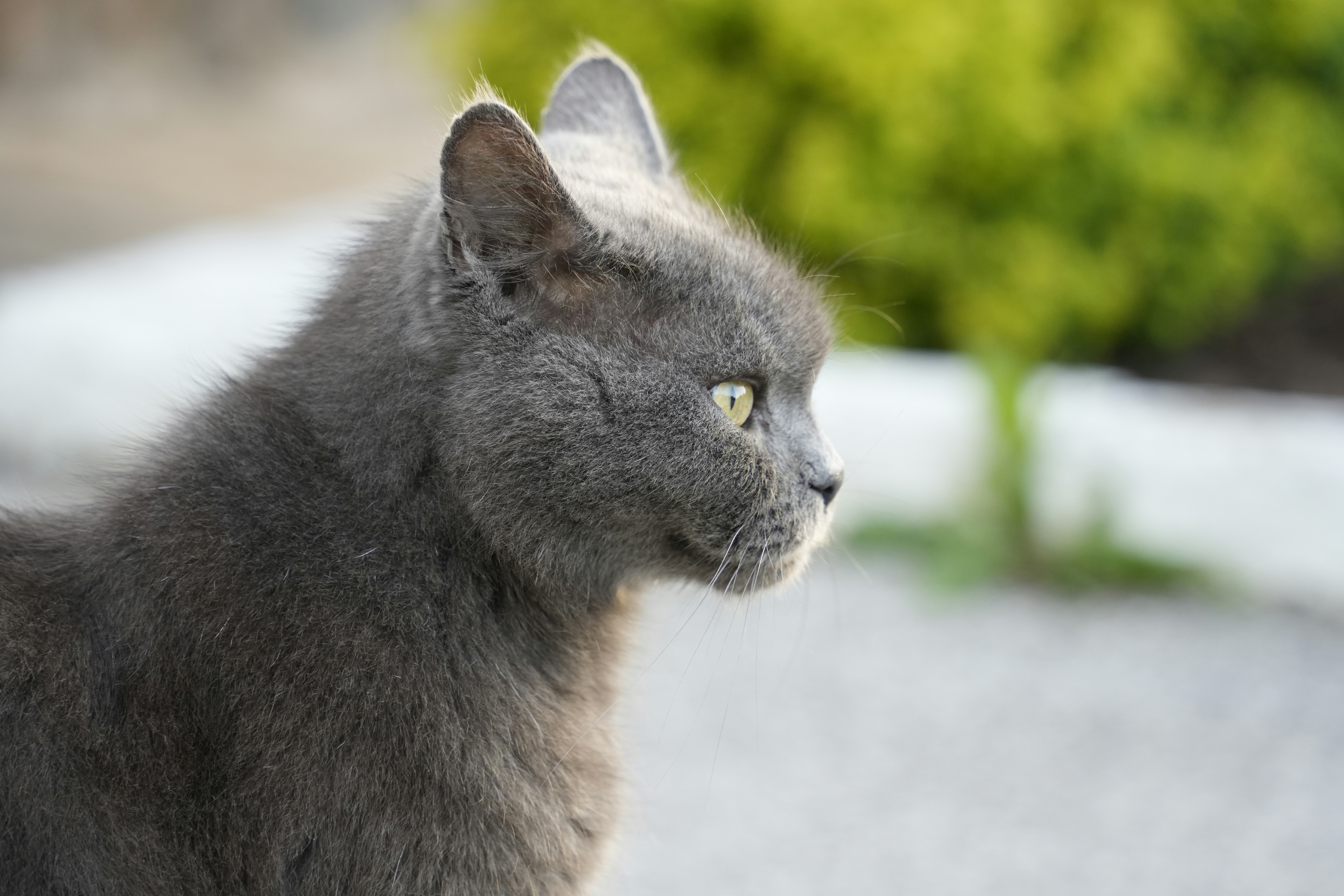 Profile of a Grey Cat: Quiet Intent on a Pebble Path