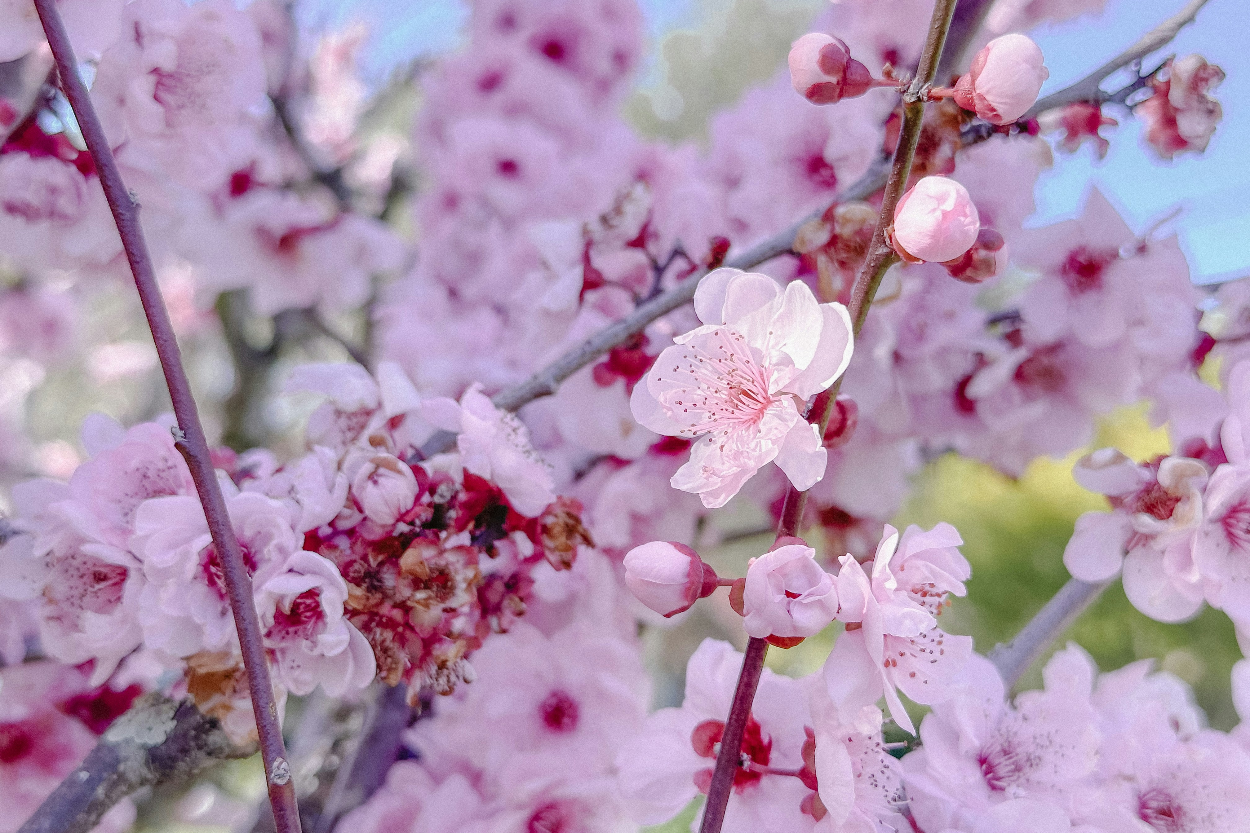 Petal Constellation: A Close-Up of Pink Cherry Blossoms in Spring Light