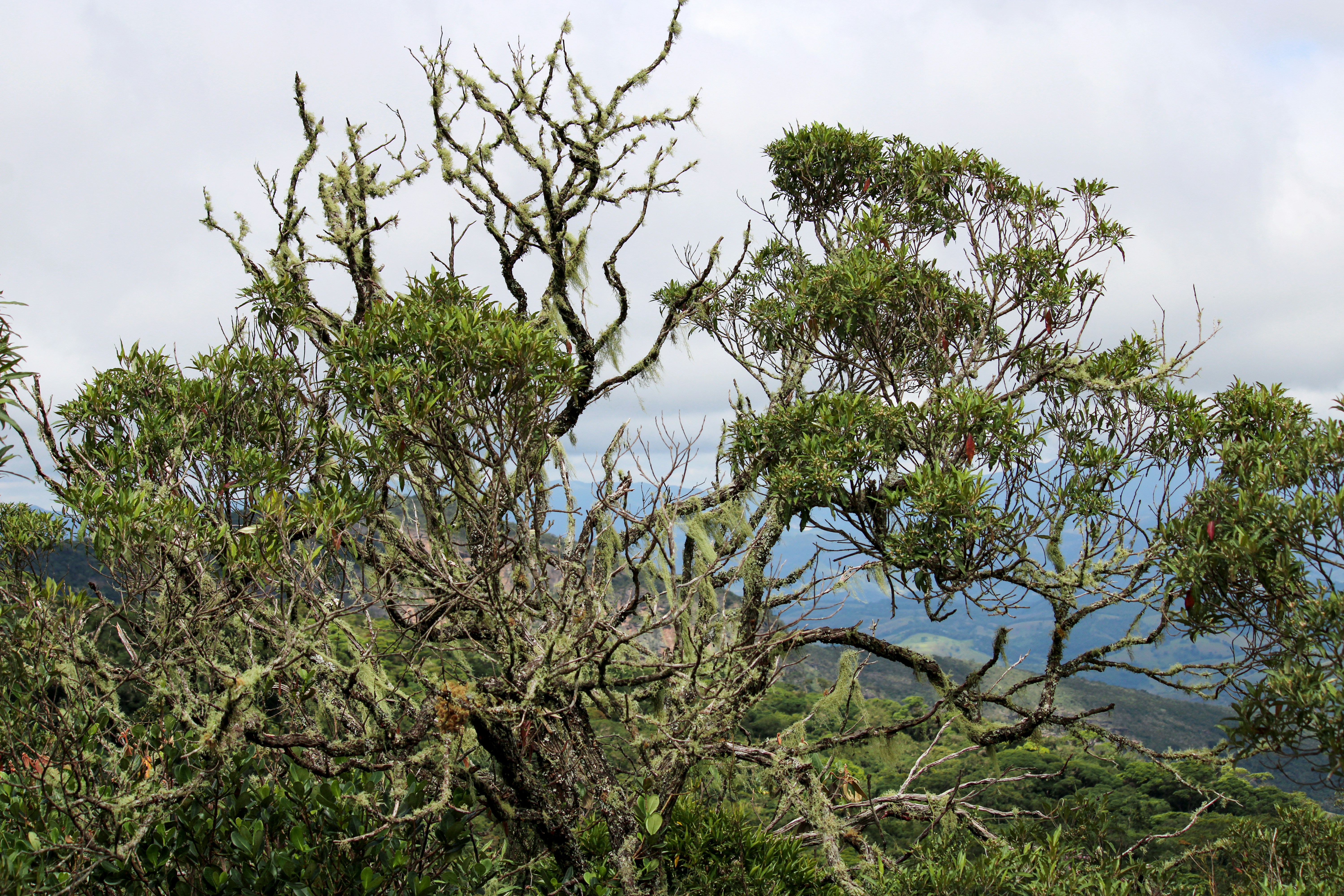 Gnarled Arboreal Sentinels Framing a Distant Valley