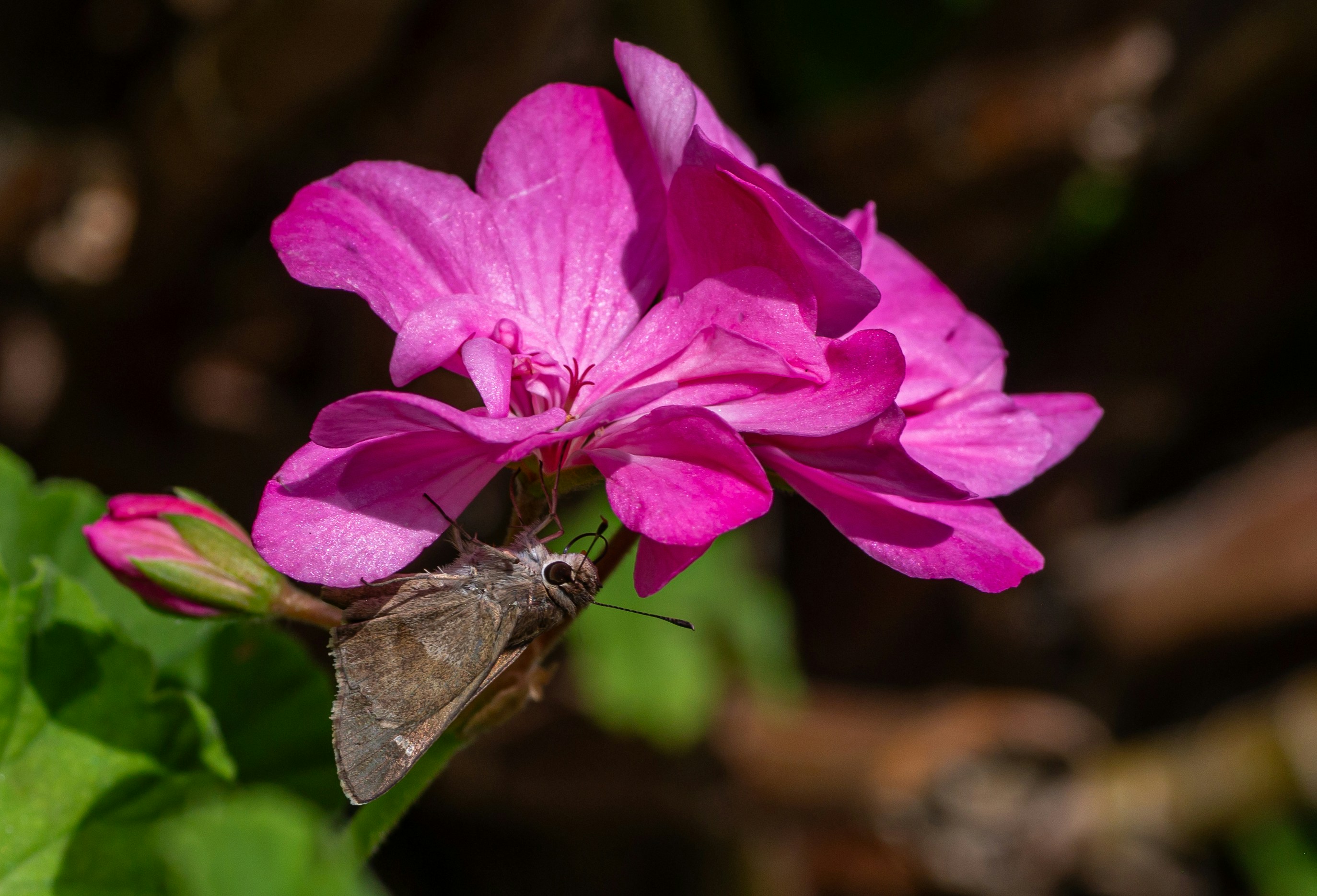 Moth on Magenta: a Quiet Moment on a Pink Geranium