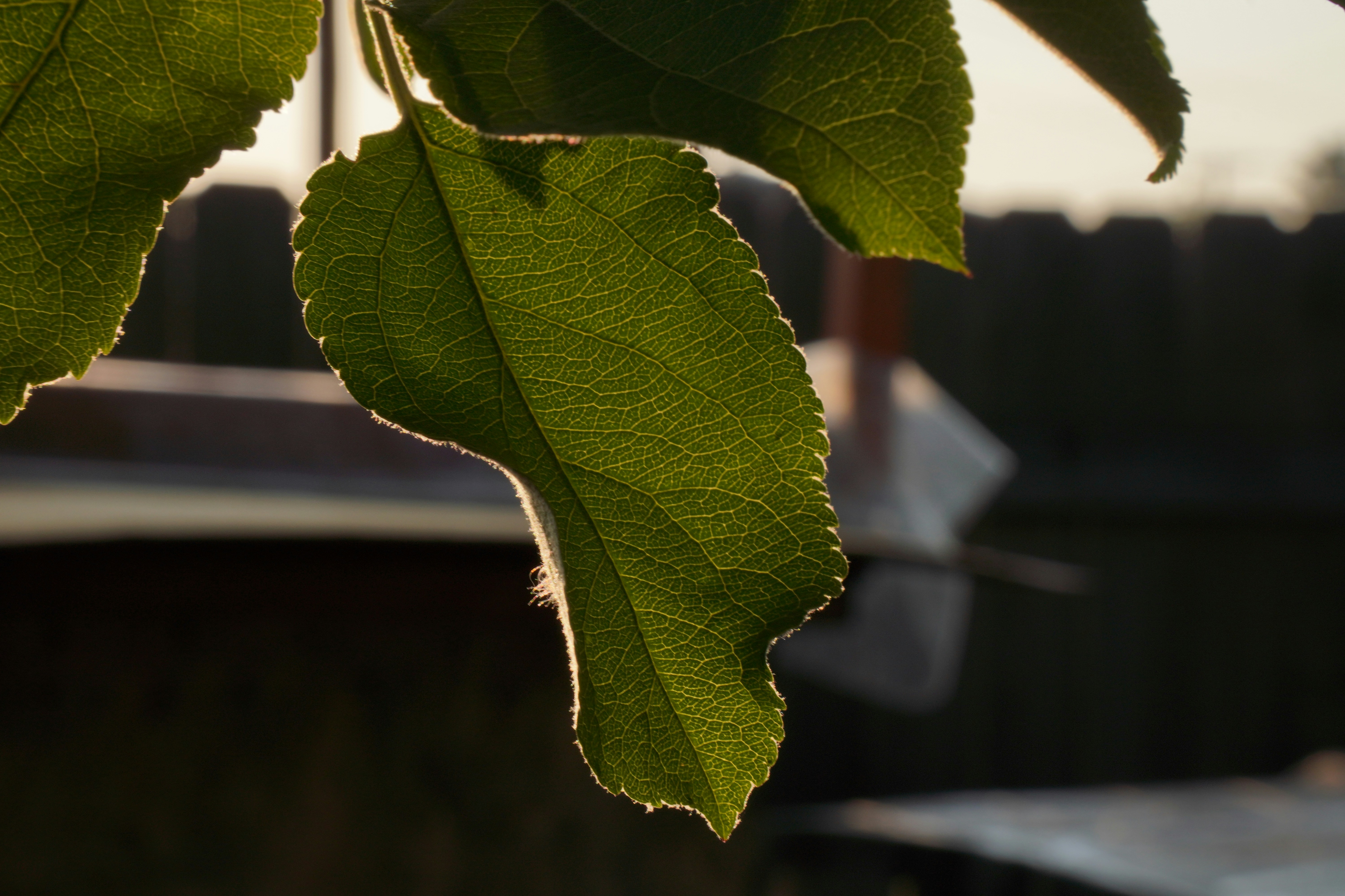 Backlit Leaf Edge: A Sunlit Vein Study