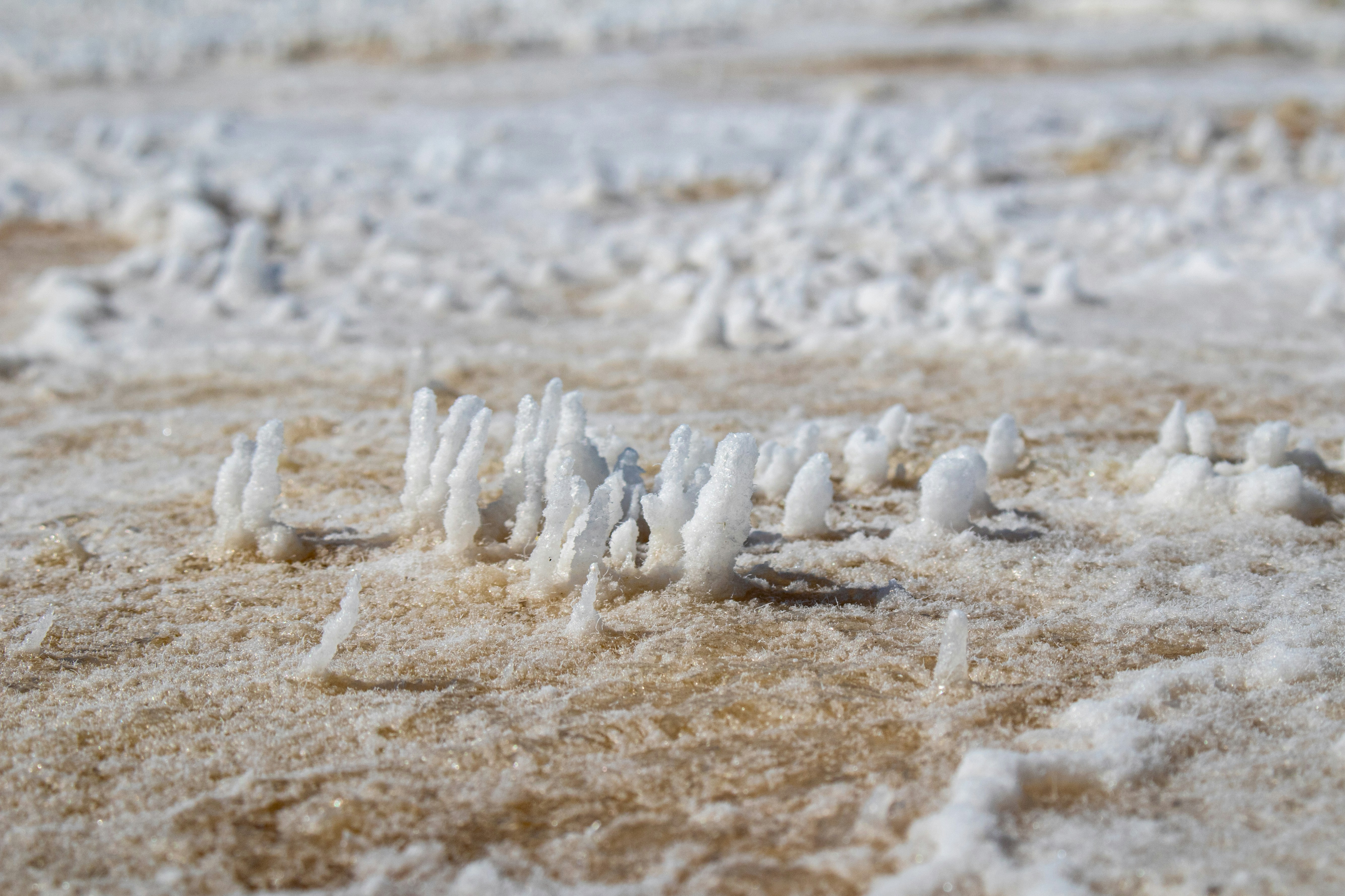 A close up of a bunch of small white objects photo – Free Badwater ...