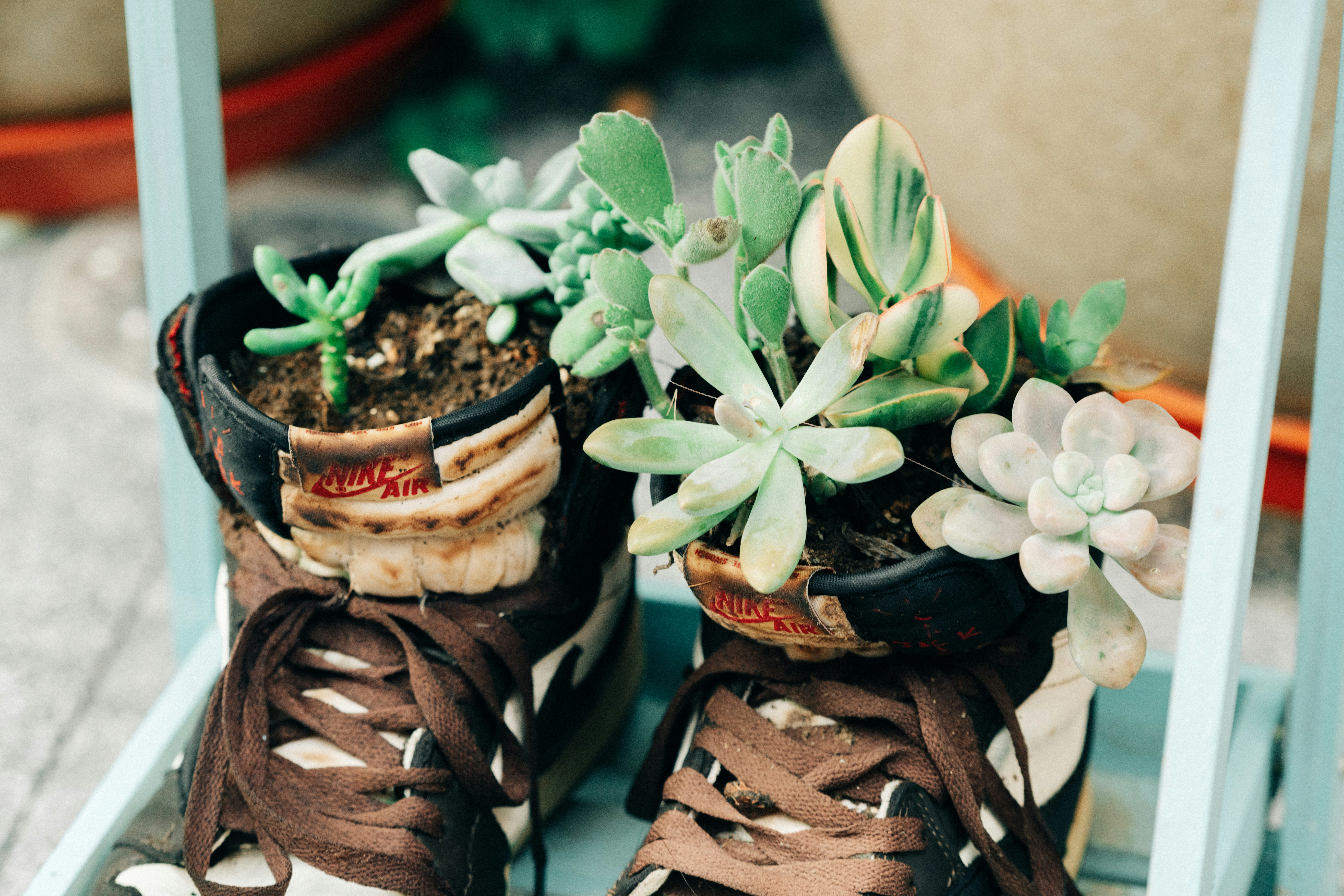 A pair of shoes with plants growing out of them photo – Free Plant ...
