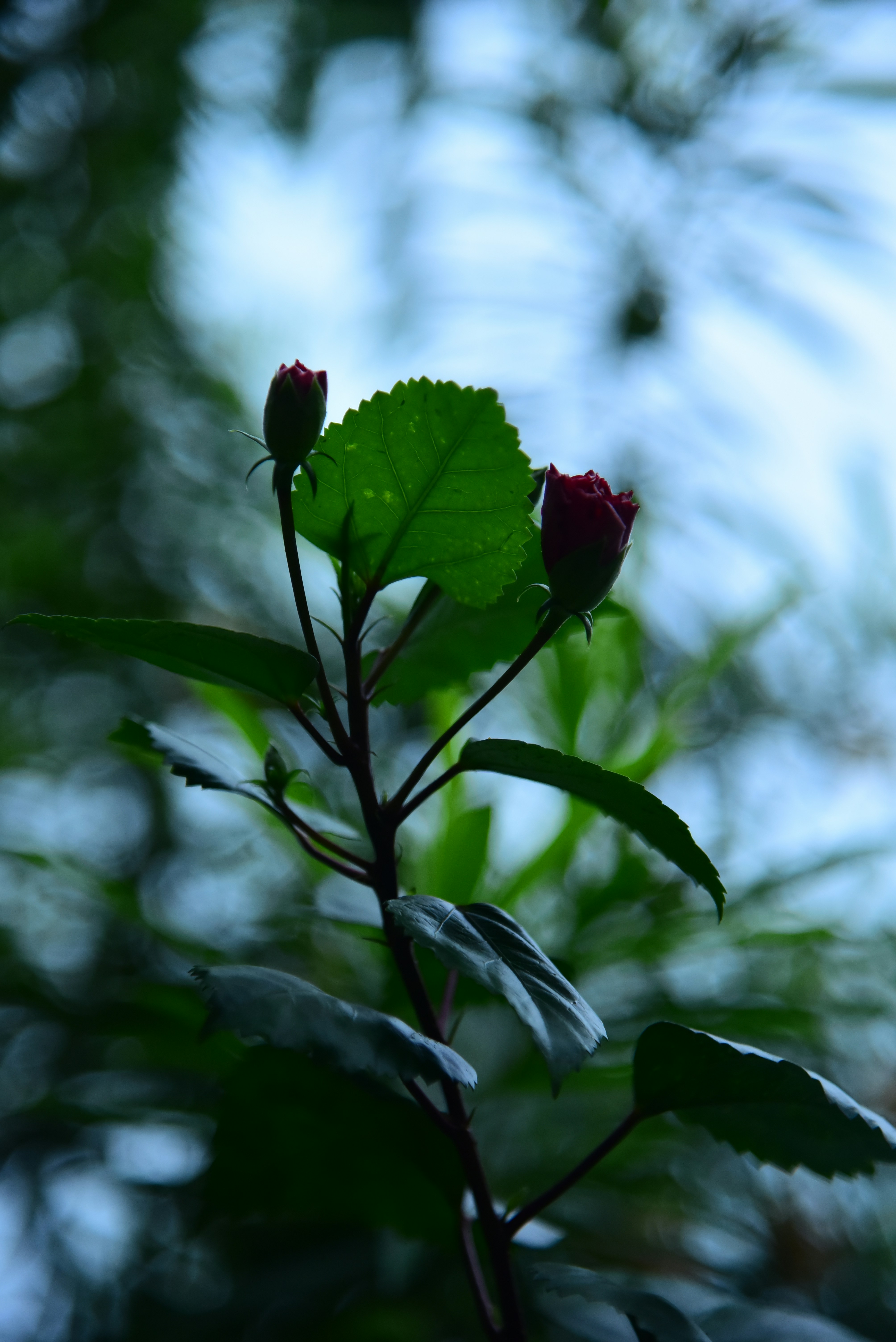 Crimson Buds in Twilight: A Quiet Rose Duo