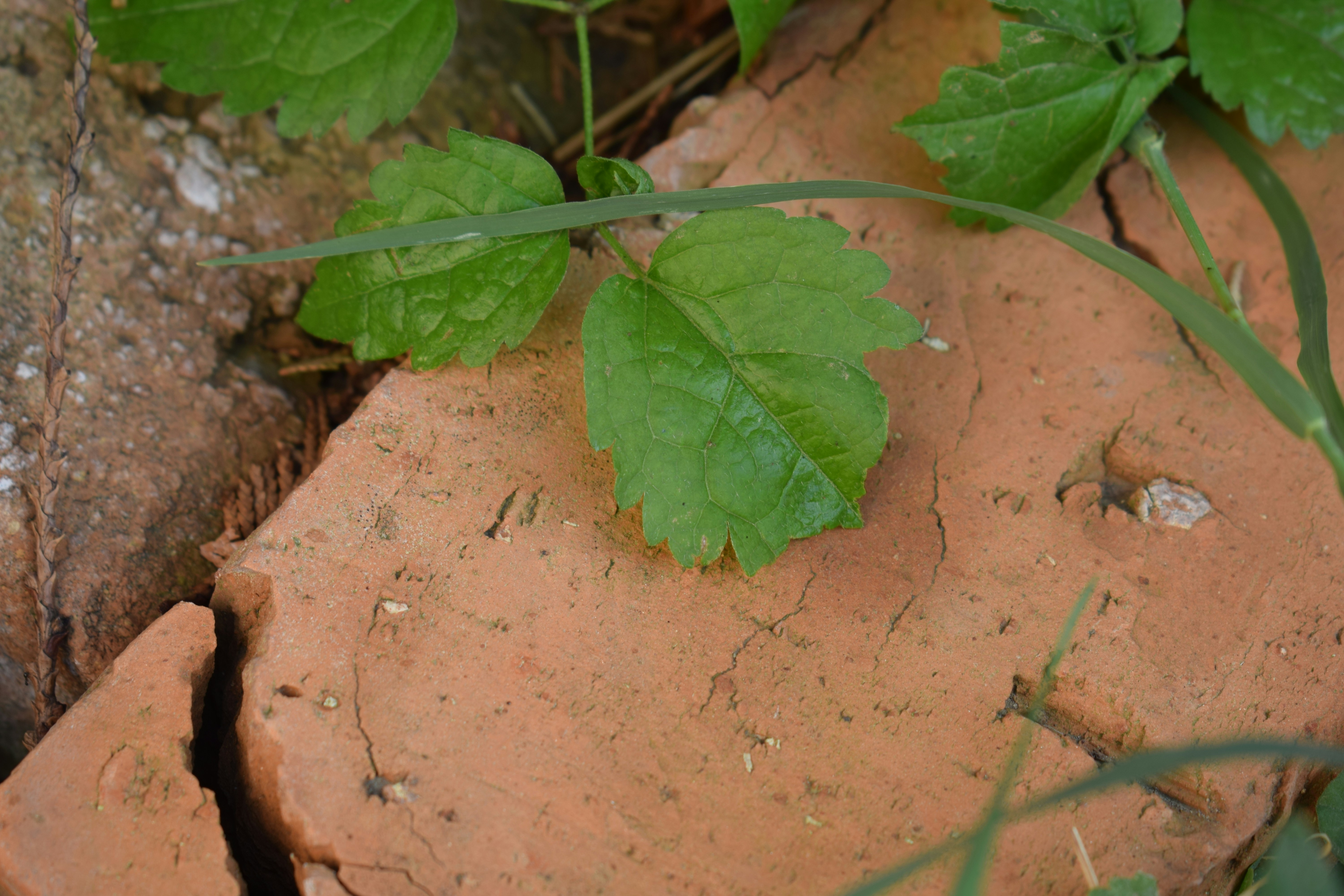 Emerald Leaf Framed by Terracotta Cracks