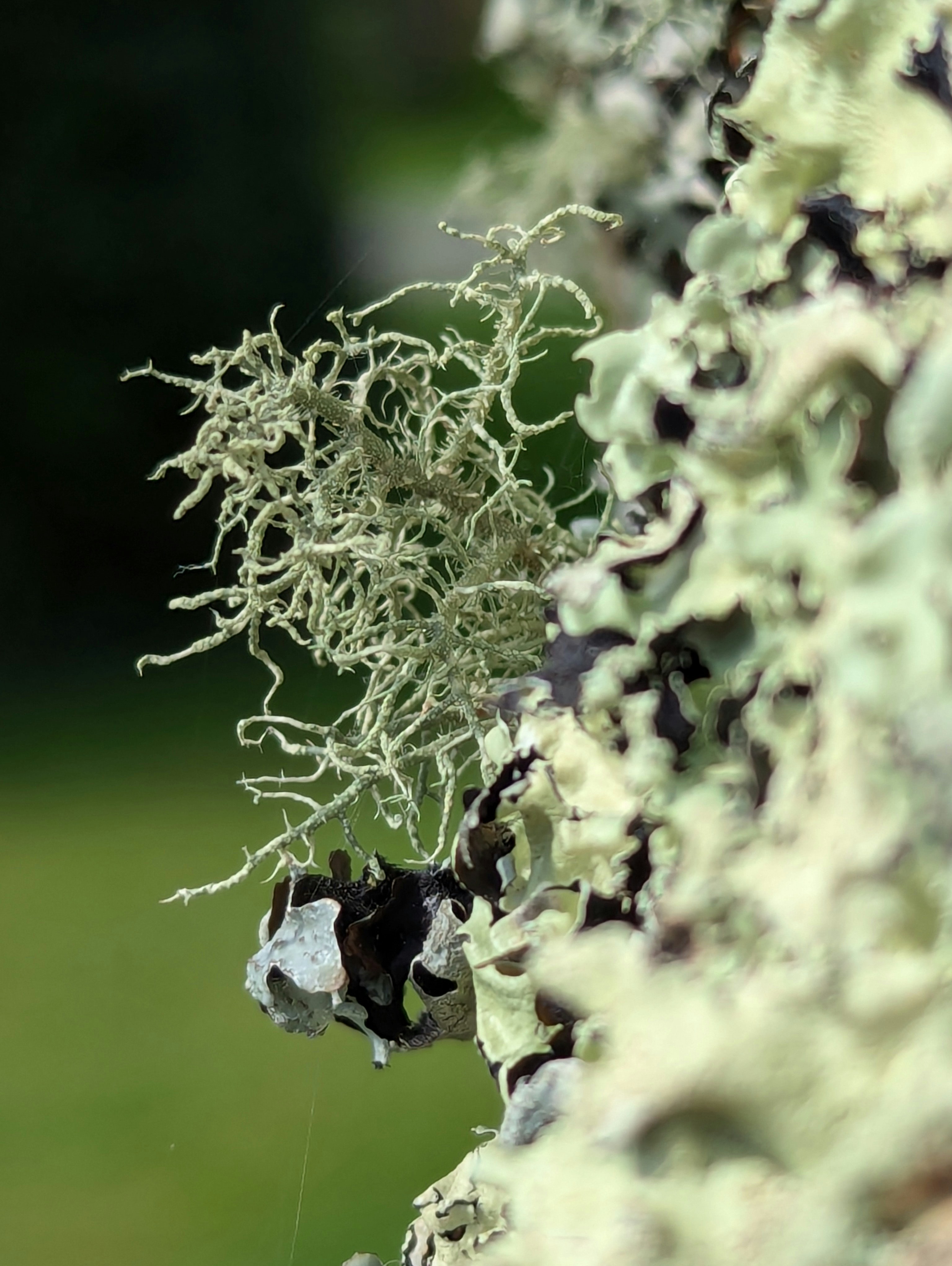 Lichen's Whisper: A Close-Up of Tangled Fronds on a Weathered Surface