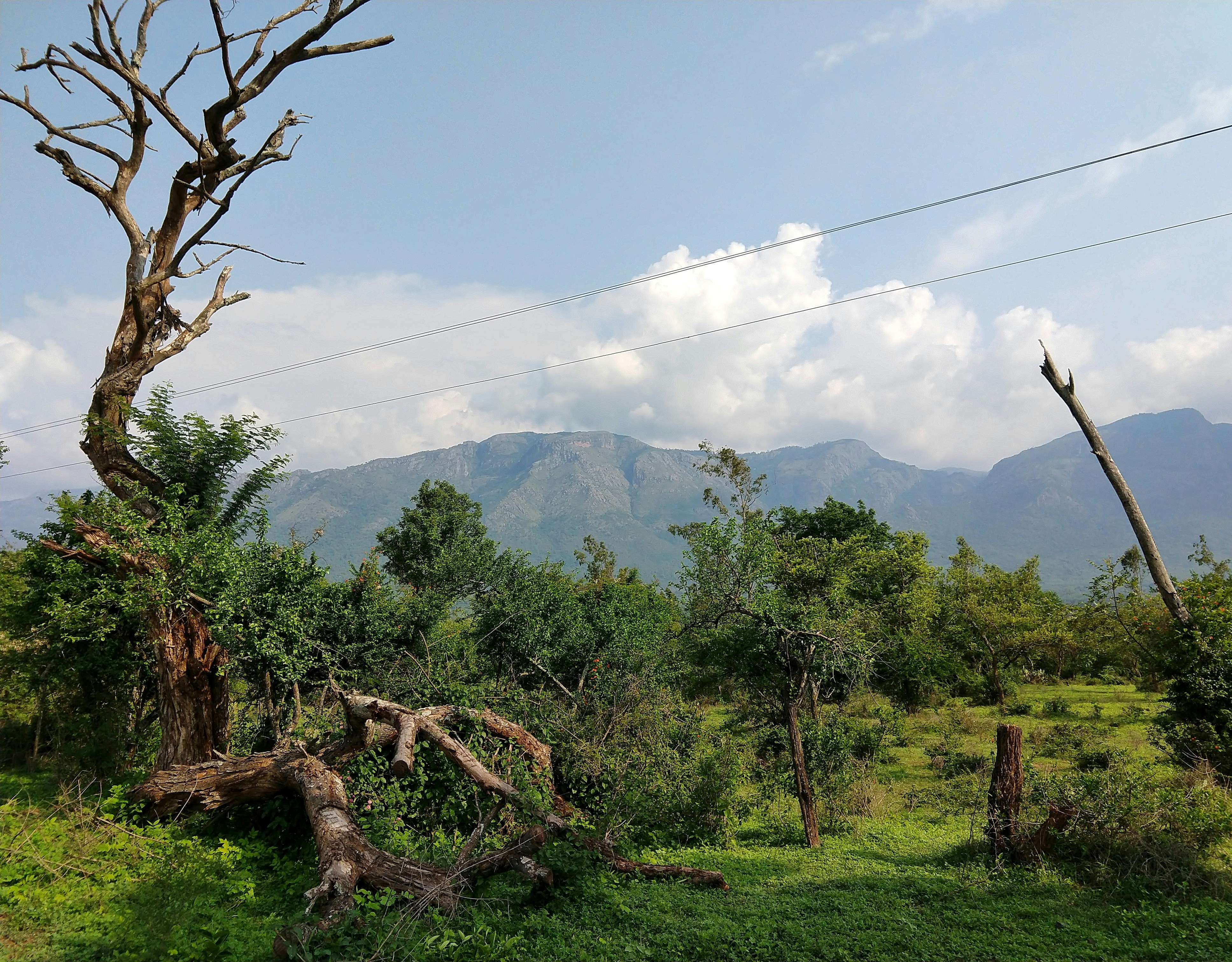 Rural landscape with a gnarled, leafless tree on the left, green shrubs and fallen trunks in the foreground, and a distant blue mountain range under a partly cloudy sky.