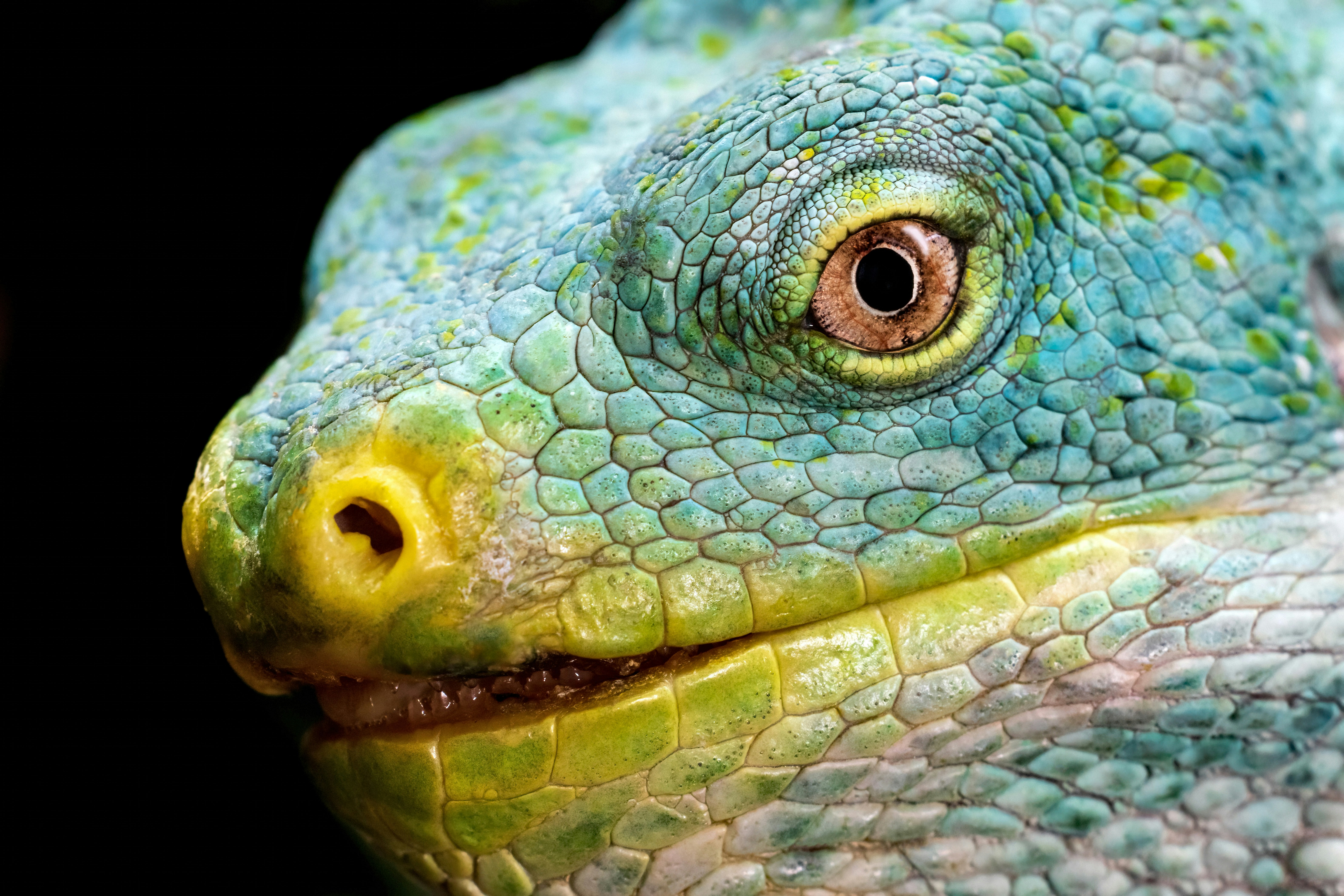 A close up of a lizard's face with a black background photo – Free ...