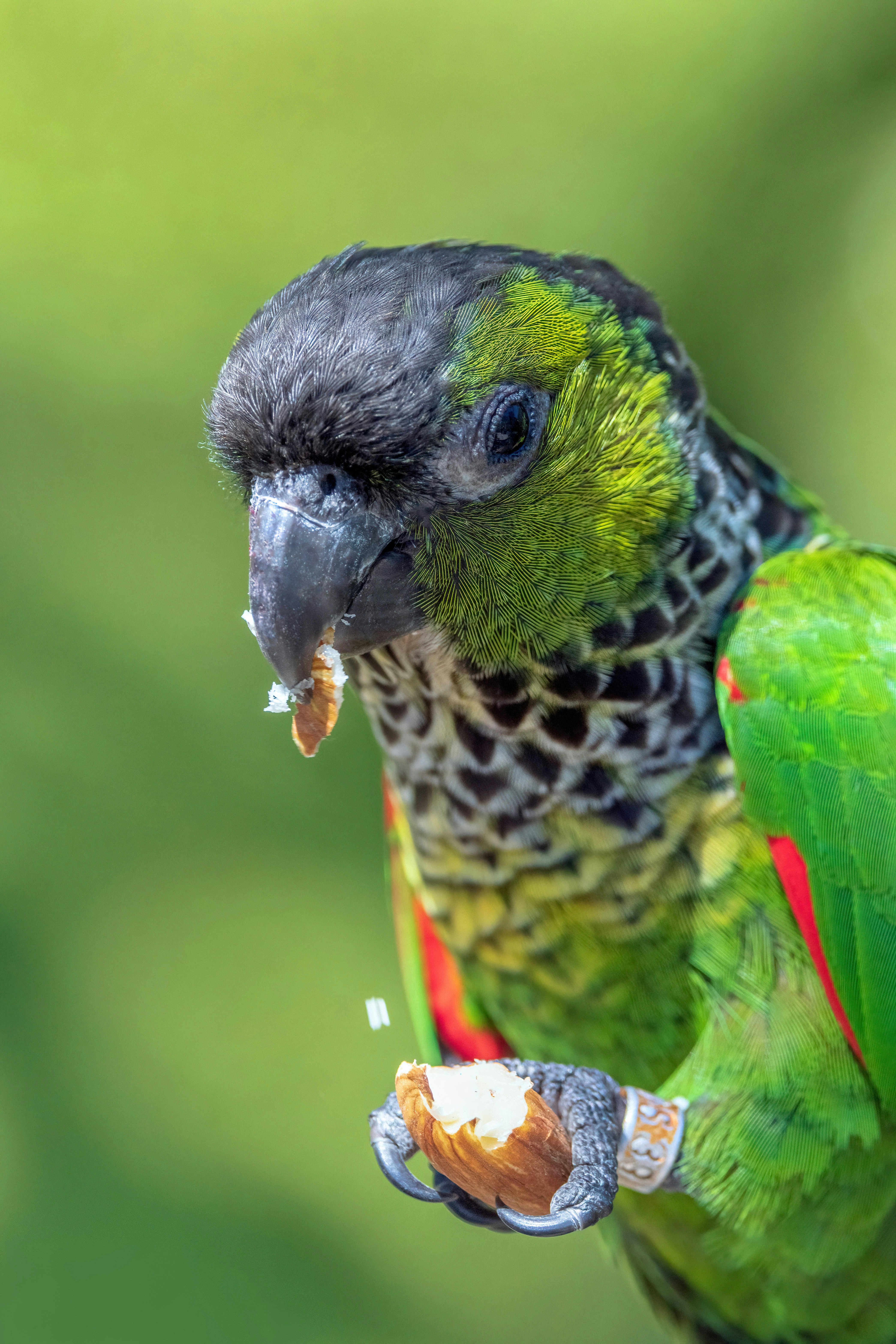 A green and red bird with a piece of food in its mouth photo – Free ...