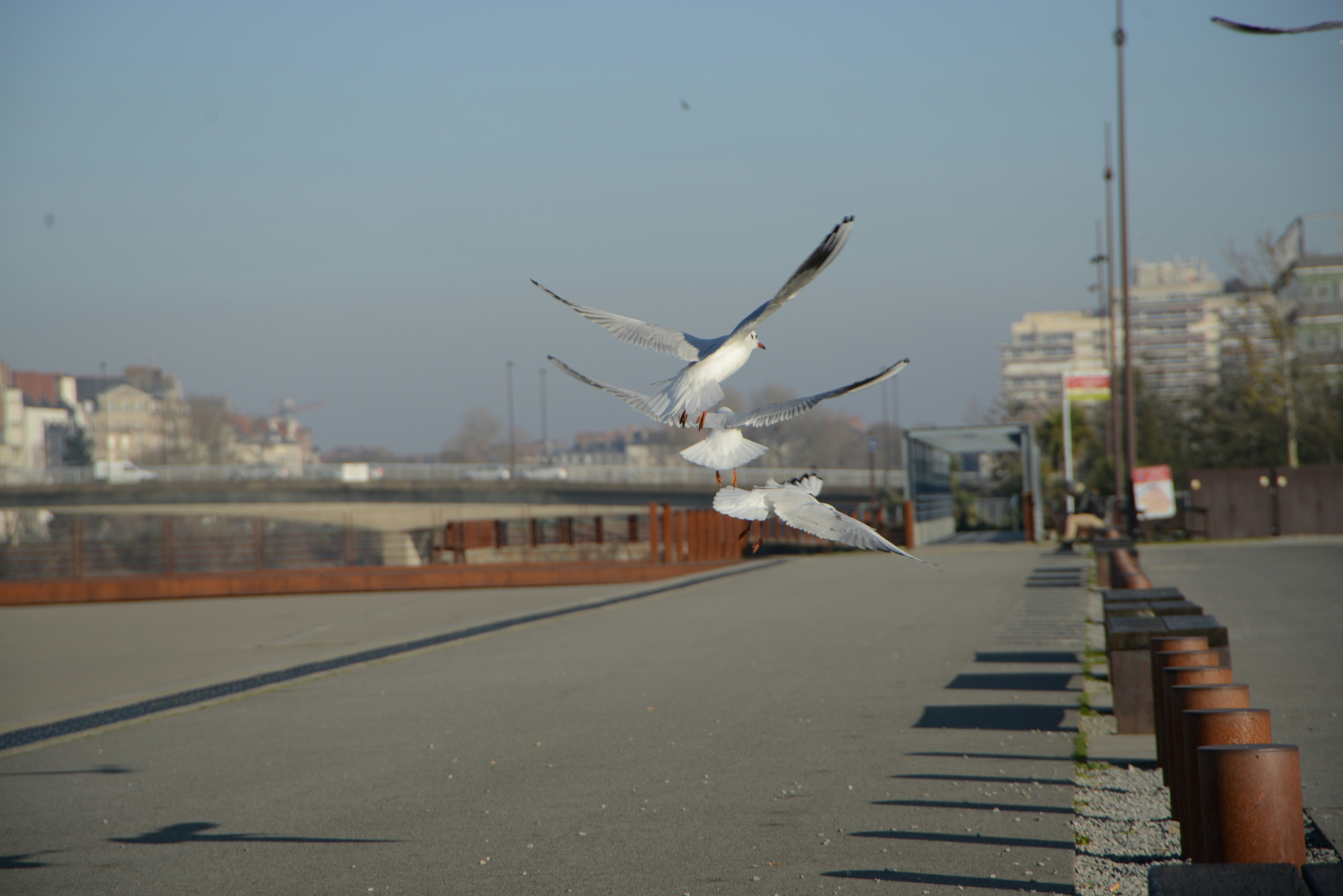 Seagull Ballet Along a Calm Riverside Promenade